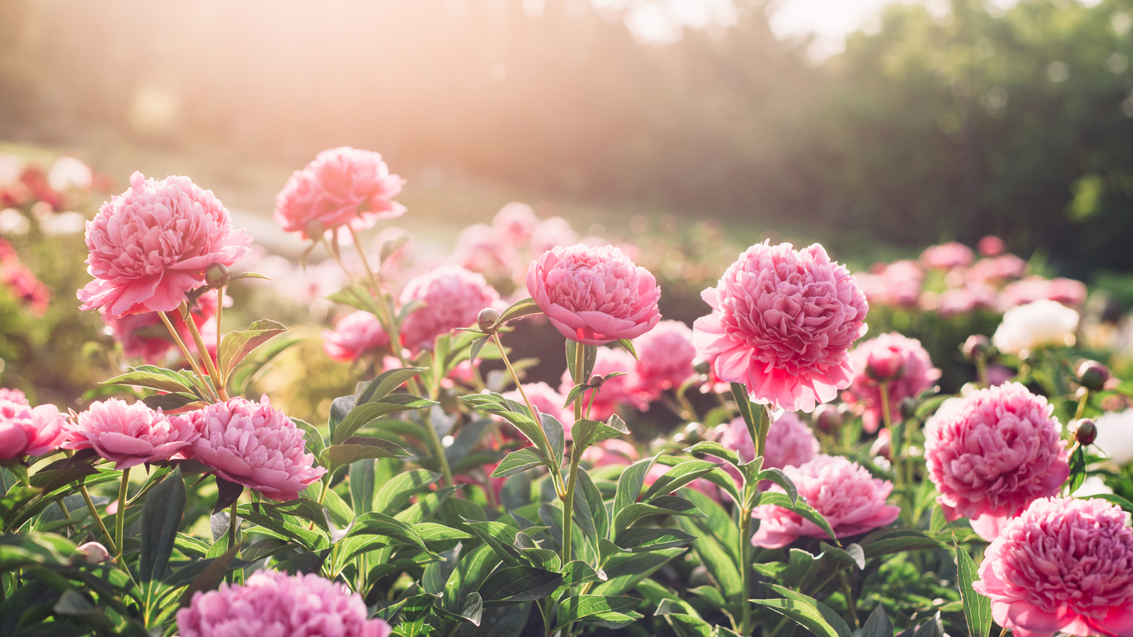 1600x900 Spring Garden Wallpapers - Wallpaper Cave