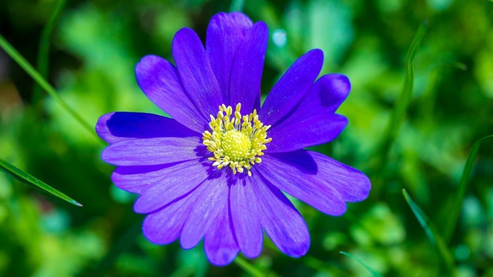 1600x900 Spring Garden Wallpapers - Wallpaper Cave