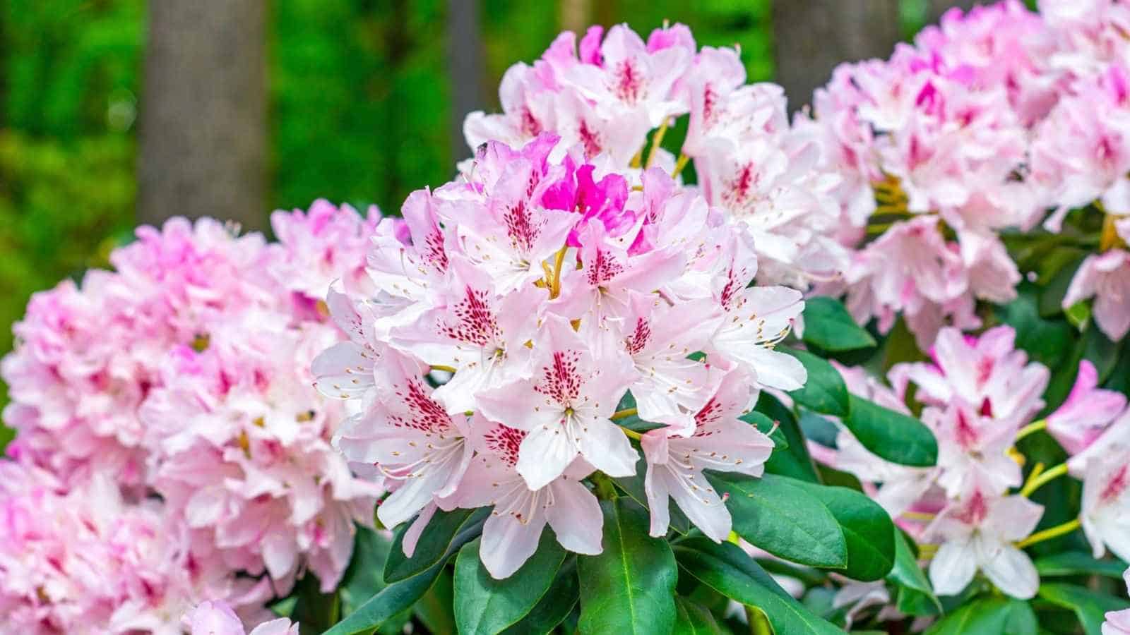 1600x900 Spring Garden Wallpapers - Wallpaper Cave