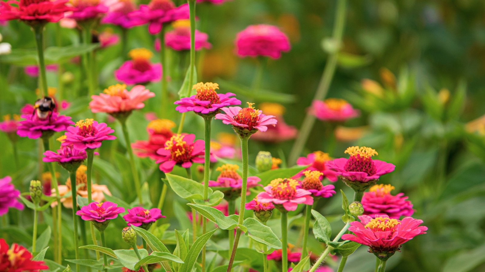 1600x900 Spring Garden Wallpapers - Wallpaper Cave