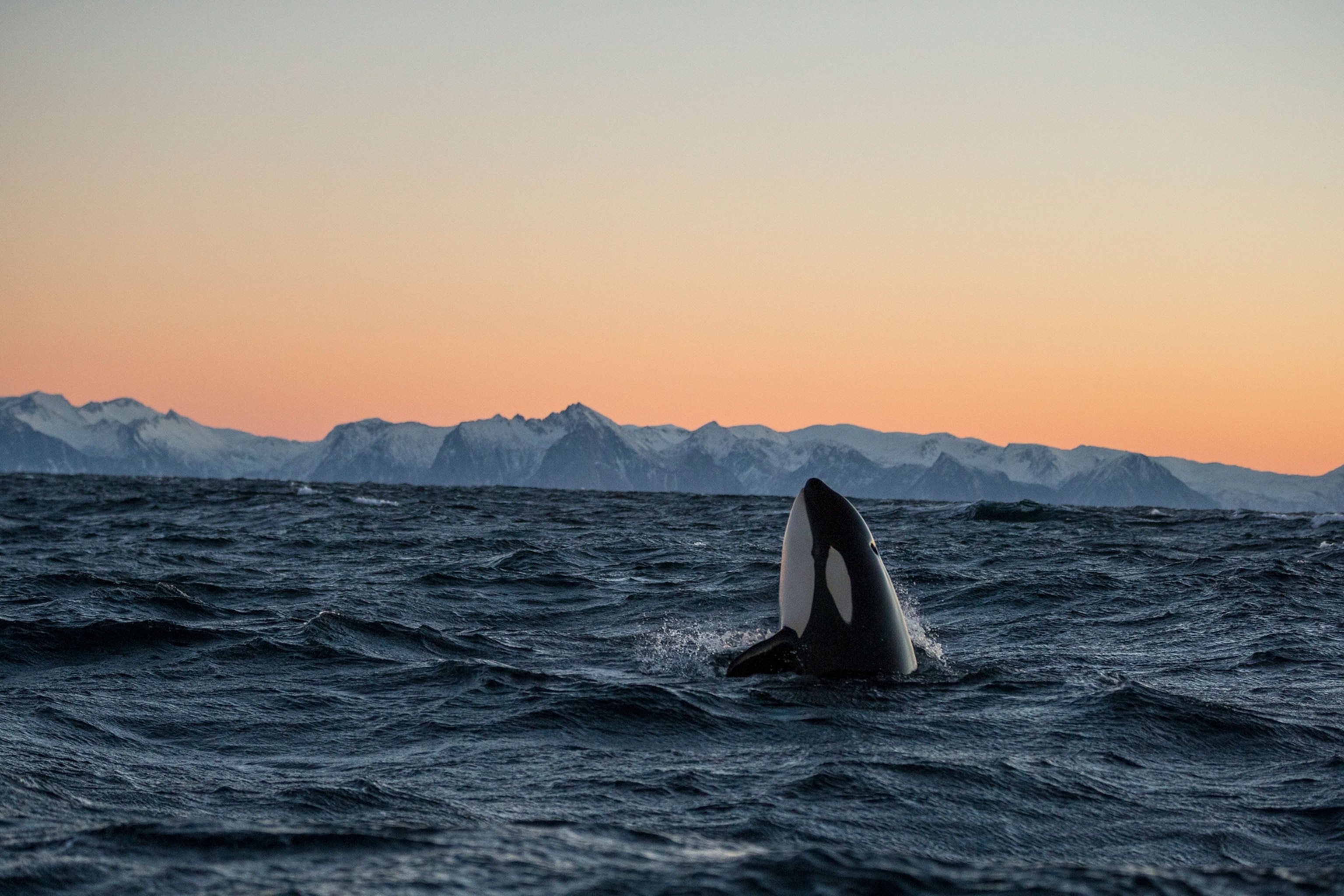 Orca The Killer Whale Wallpapers - Wallpaper Cave