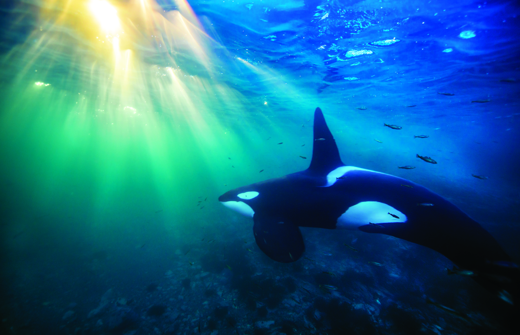Orca The Killer Whale Wallpapers - Wallpaper Cave