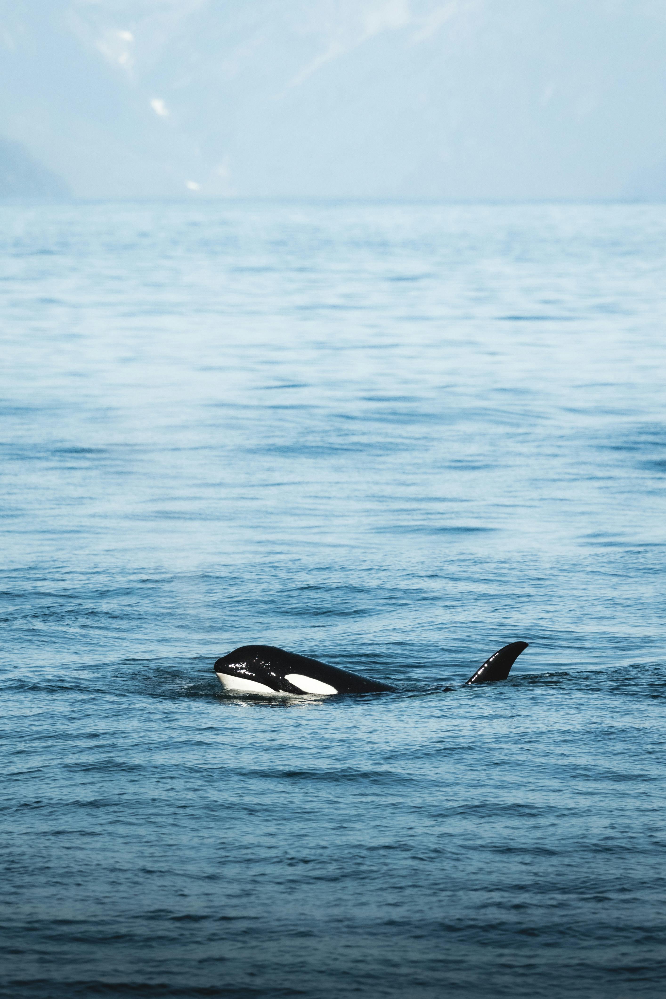 Orca The Killer Whale Wallpapers - Wallpaper Cave