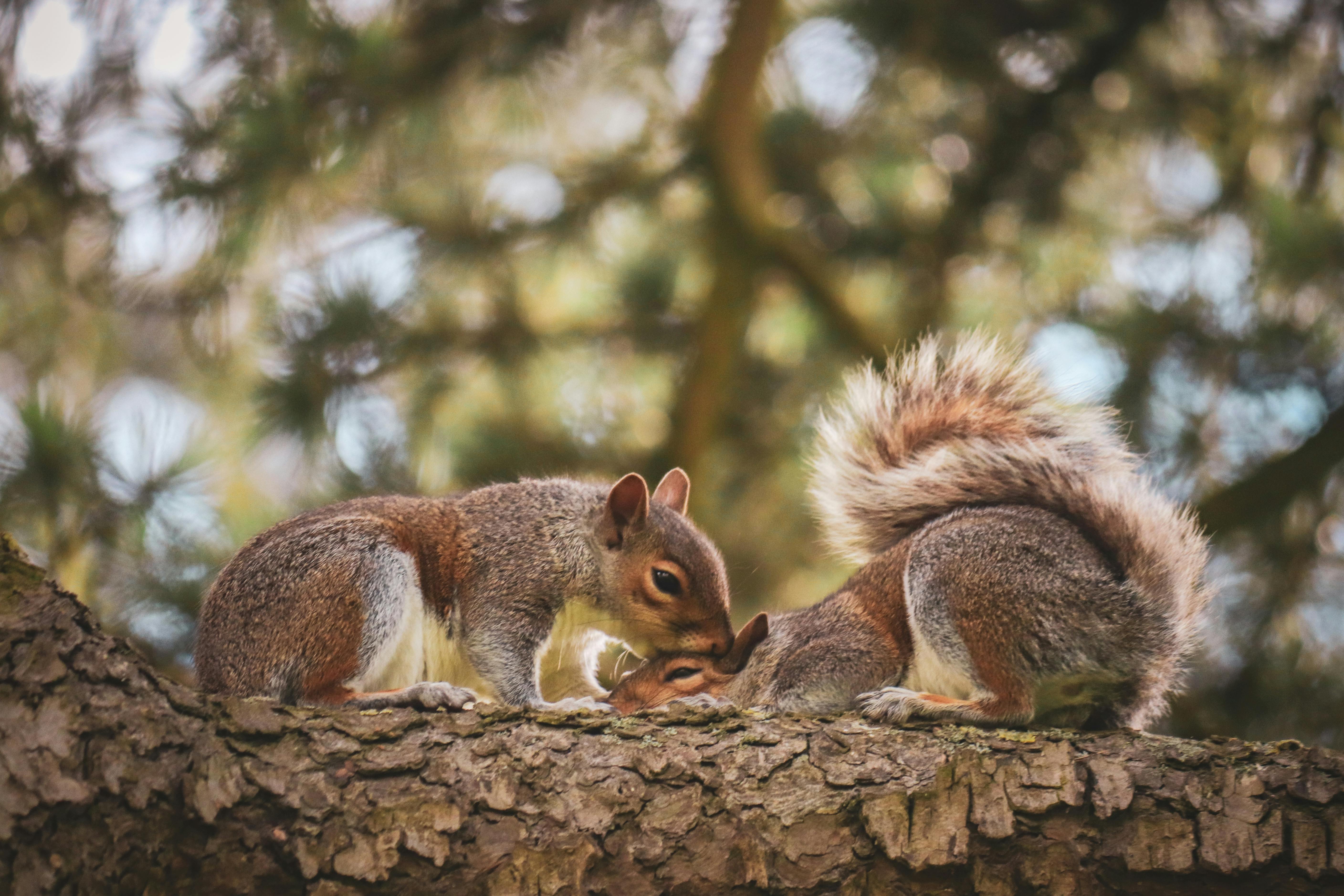 Tree Squirrels Wallpapers - Wallpaper Cave