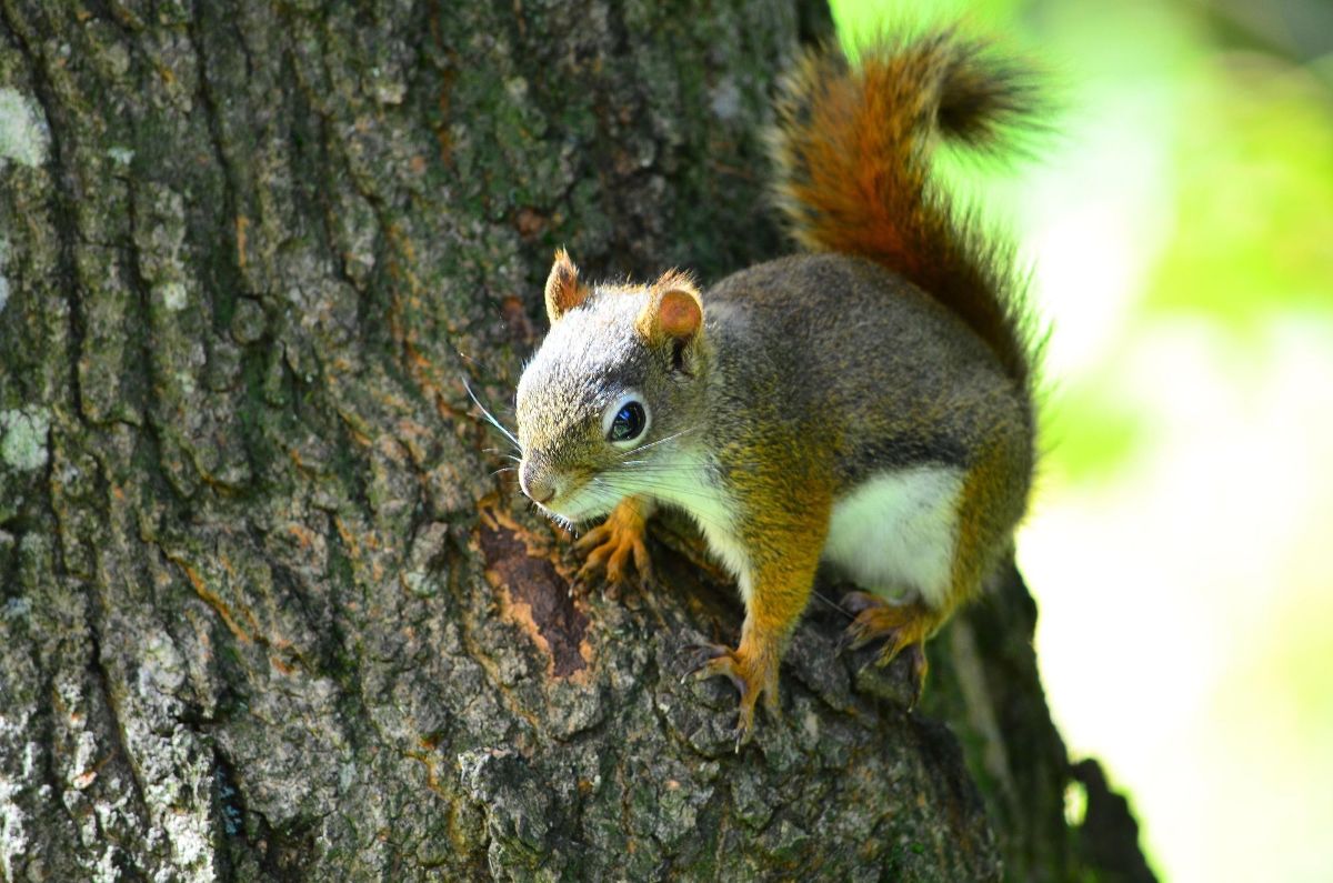 Tree Squirrels Wallpapers - Wallpaper Cave