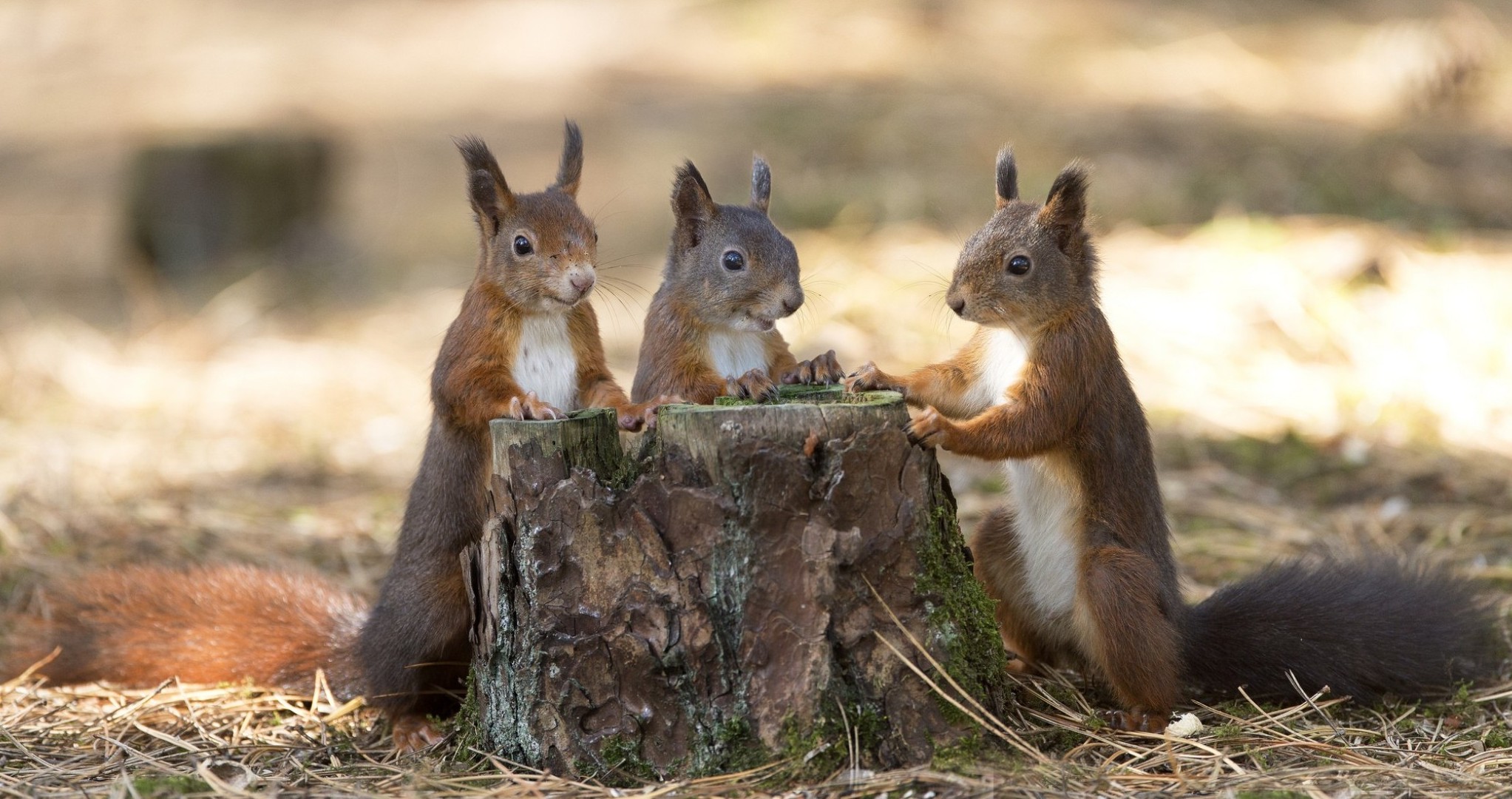 Tree Squirrels Wallpapers - Wallpaper Cave
