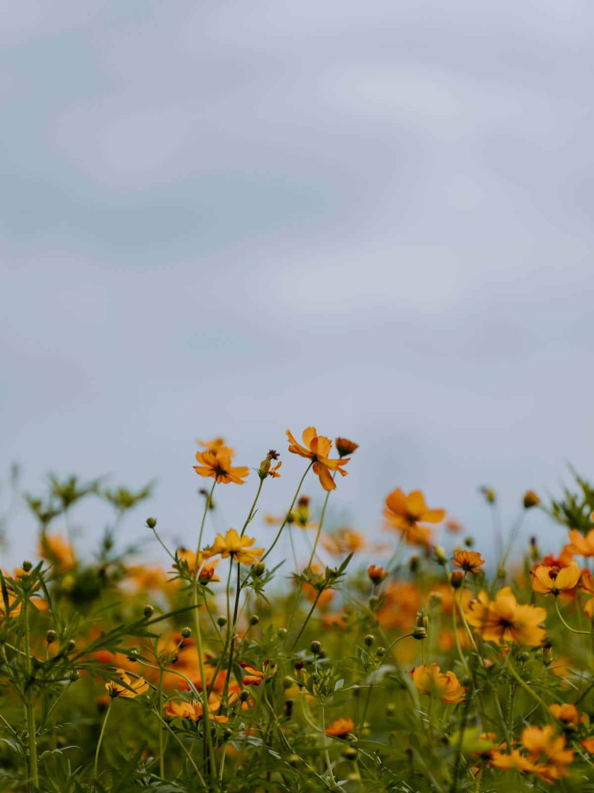 1200x1600 Wallpapers - Wallpaper Cave