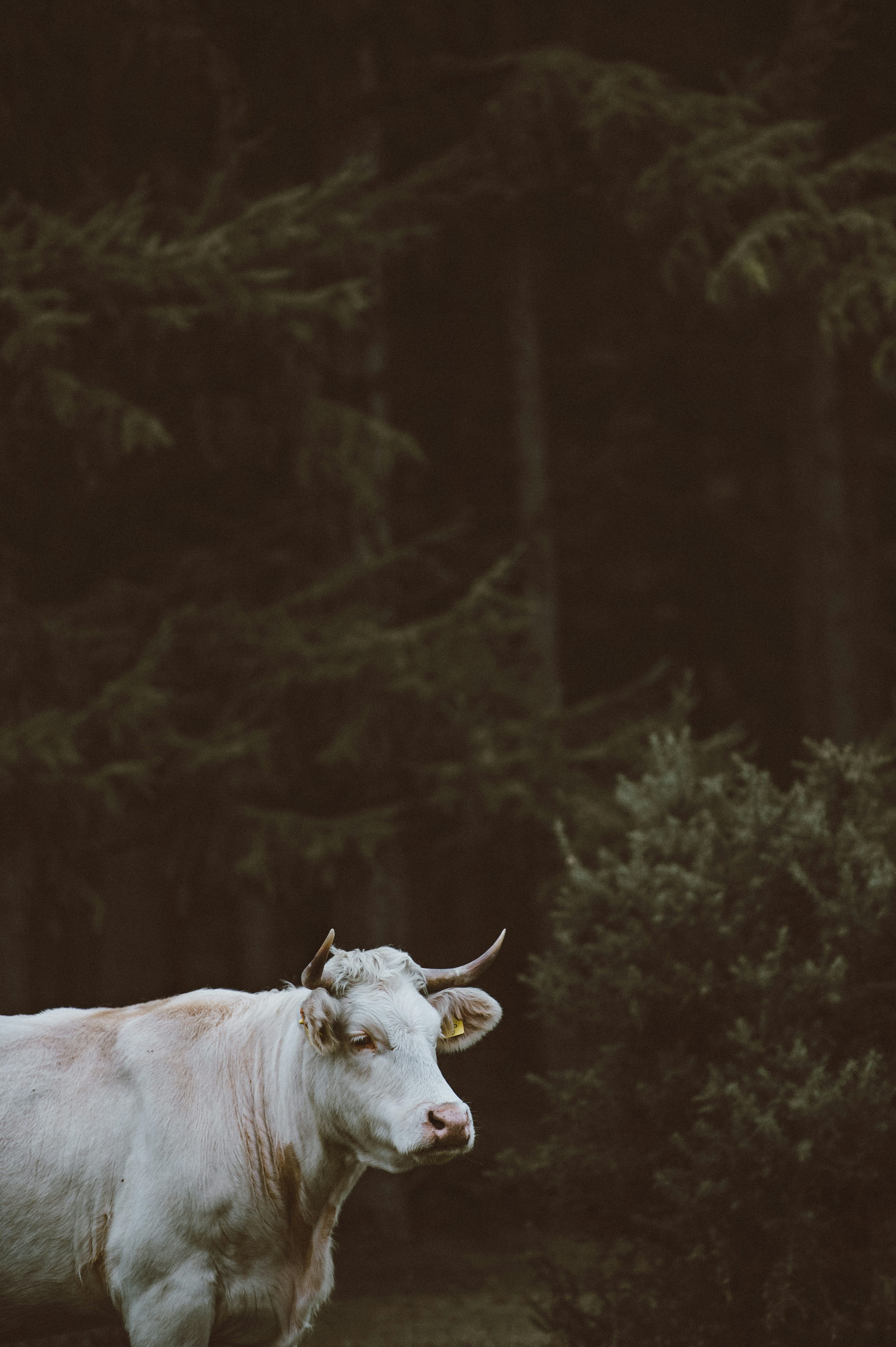 Cow Bull Wallpapers - Wallpaper Cave