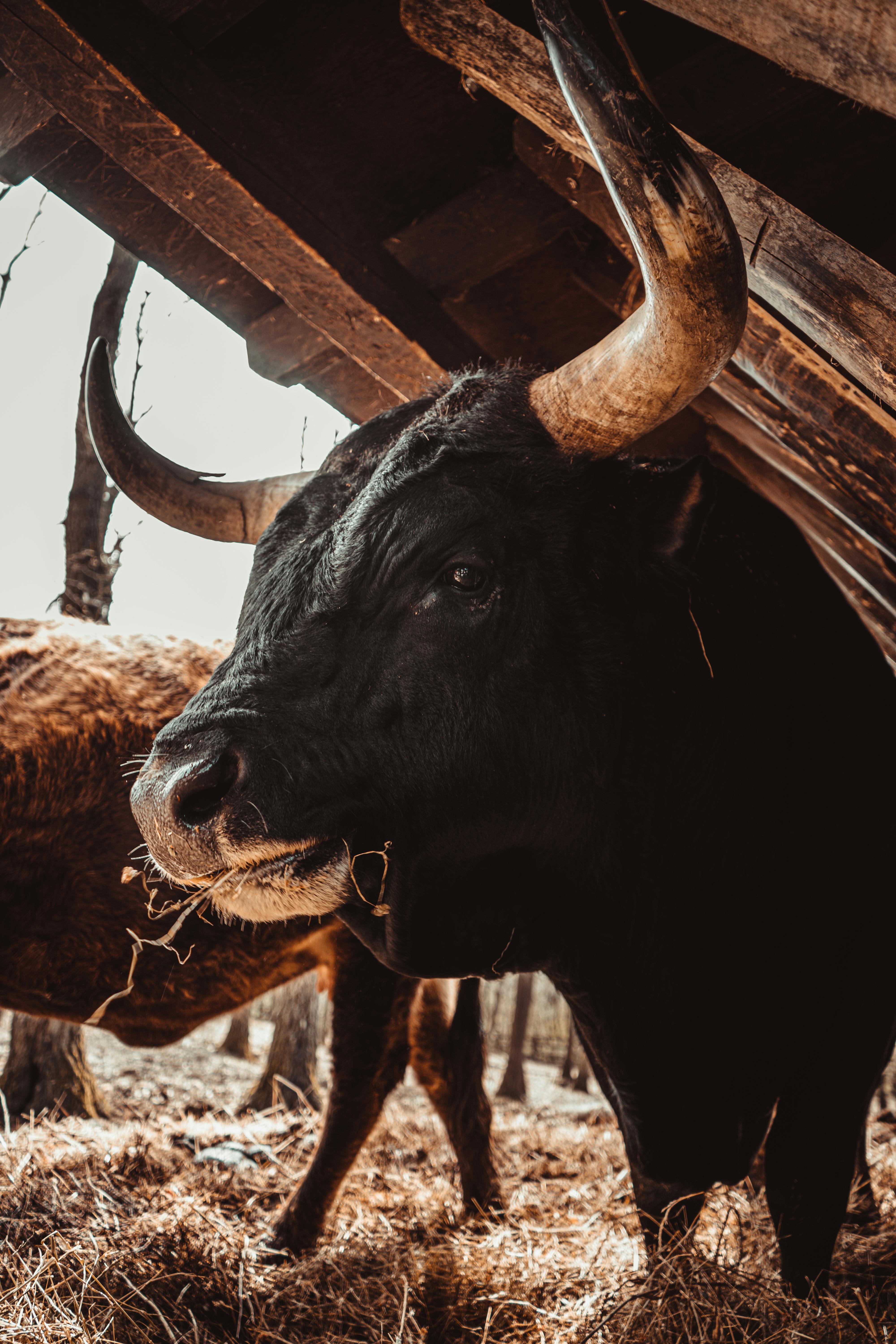 Cow Bull Wallpapers - Wallpaper Cave