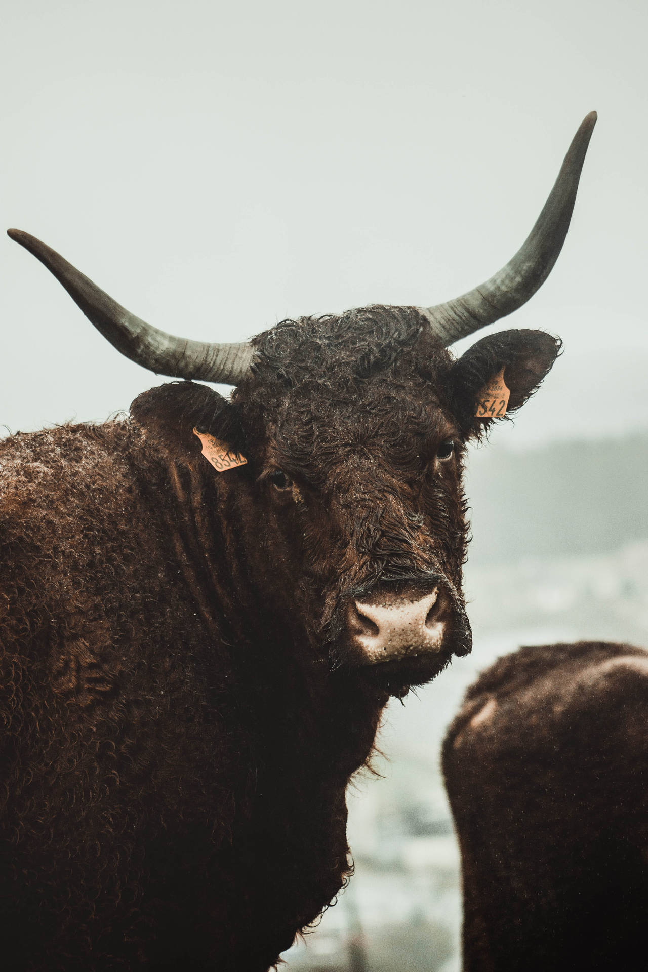 Cow Bull Wallpapers - Wallpaper Cave