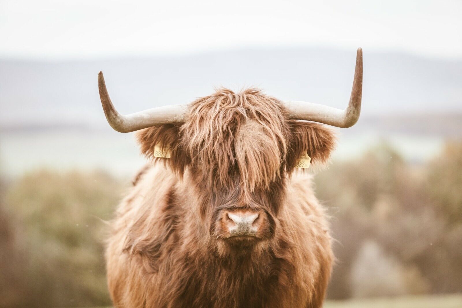 Cow Bull Wallpapers - Wallpaper Cave