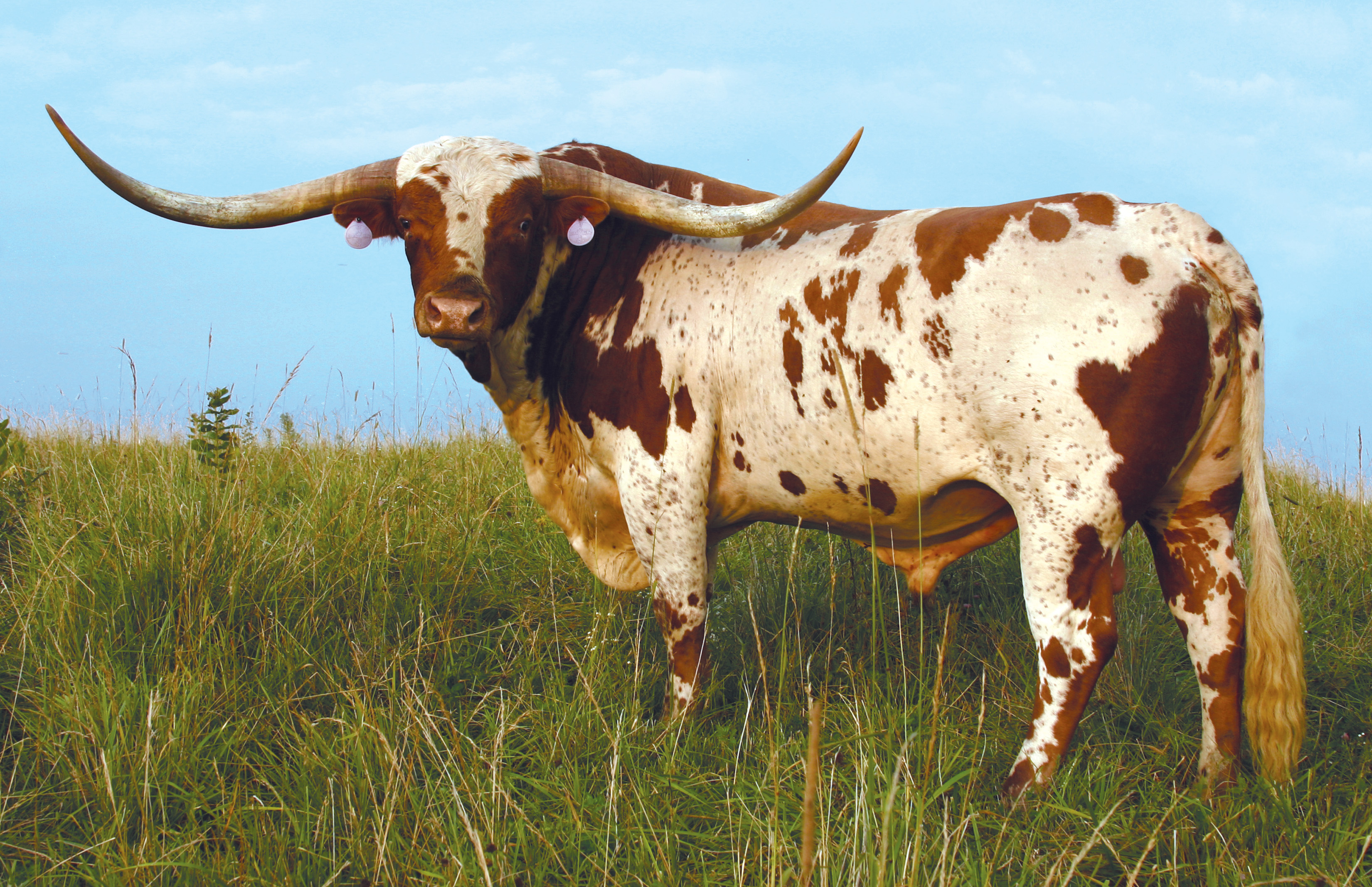 Cow Bull Wallpapers - Wallpaper Cave