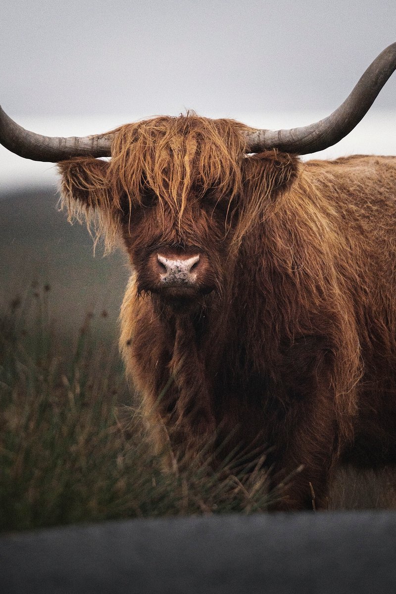 Cow Bull Wallpapers - Wallpaper Cave