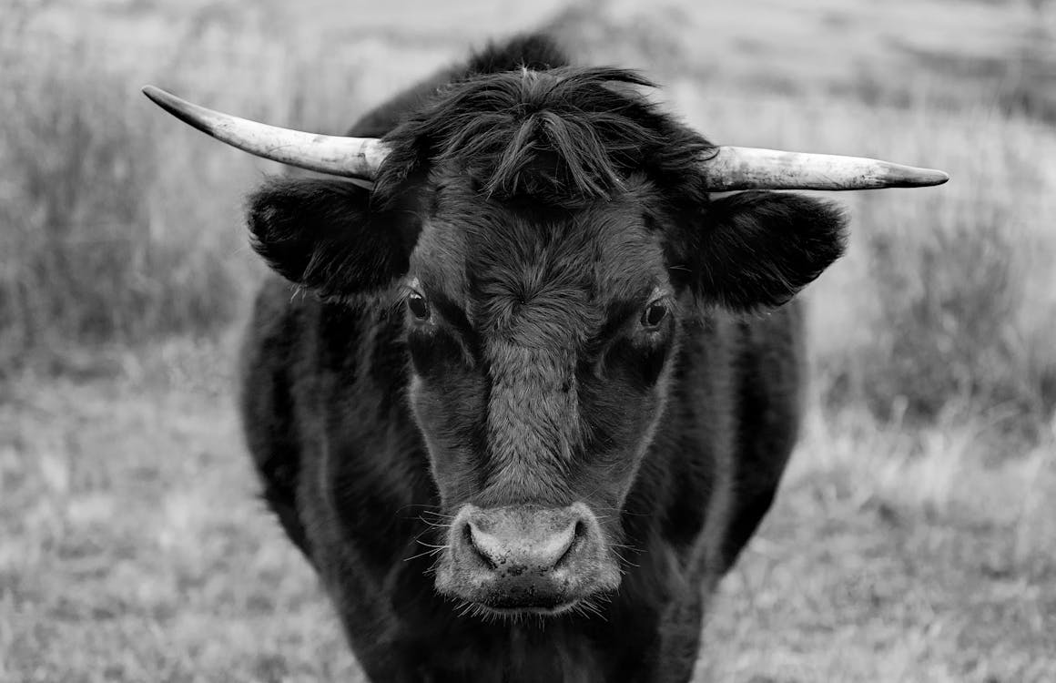 Cow Bull Wallpapers - Wallpaper Cave