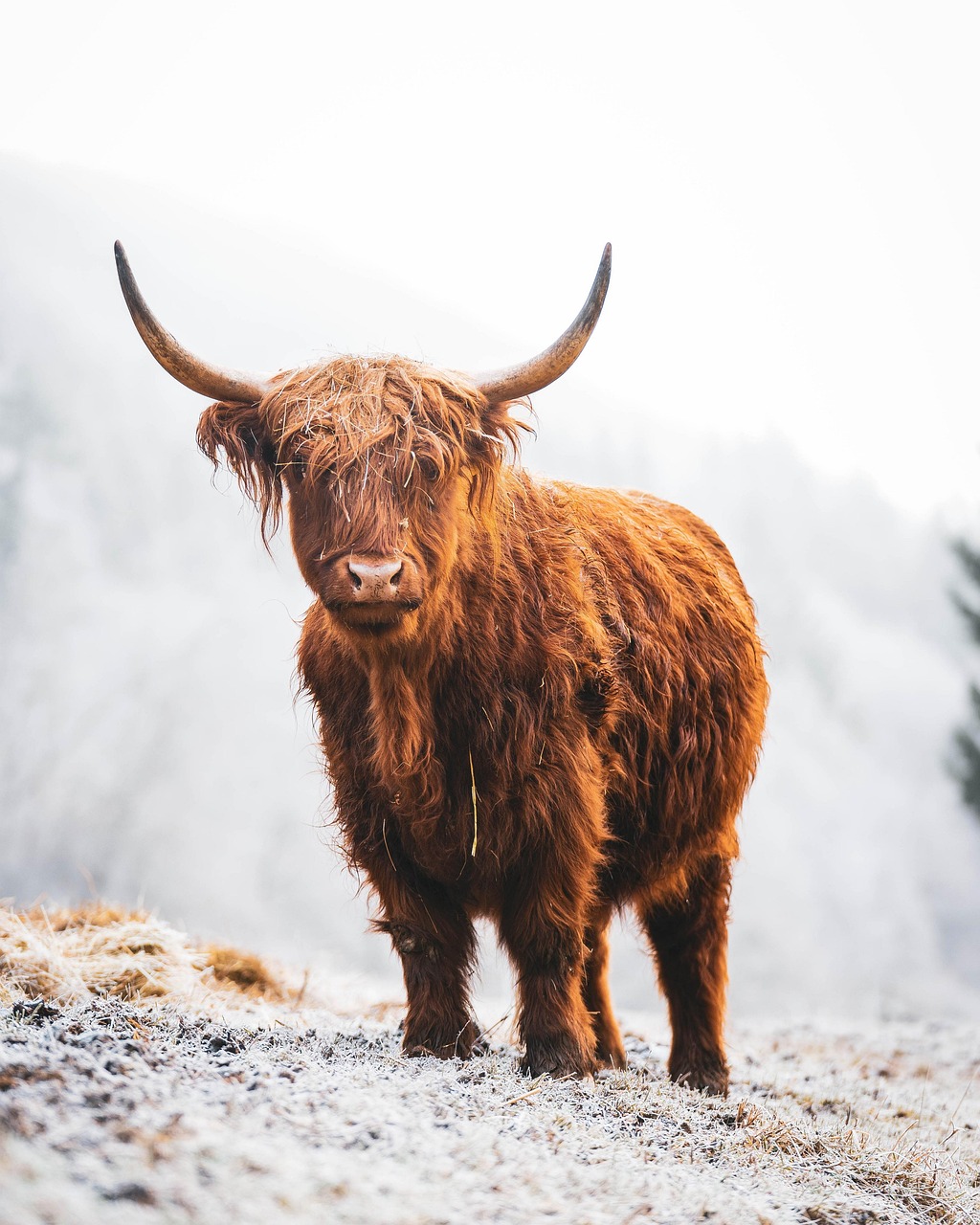 Cow Bull Wallpapers - Wallpaper Cave
