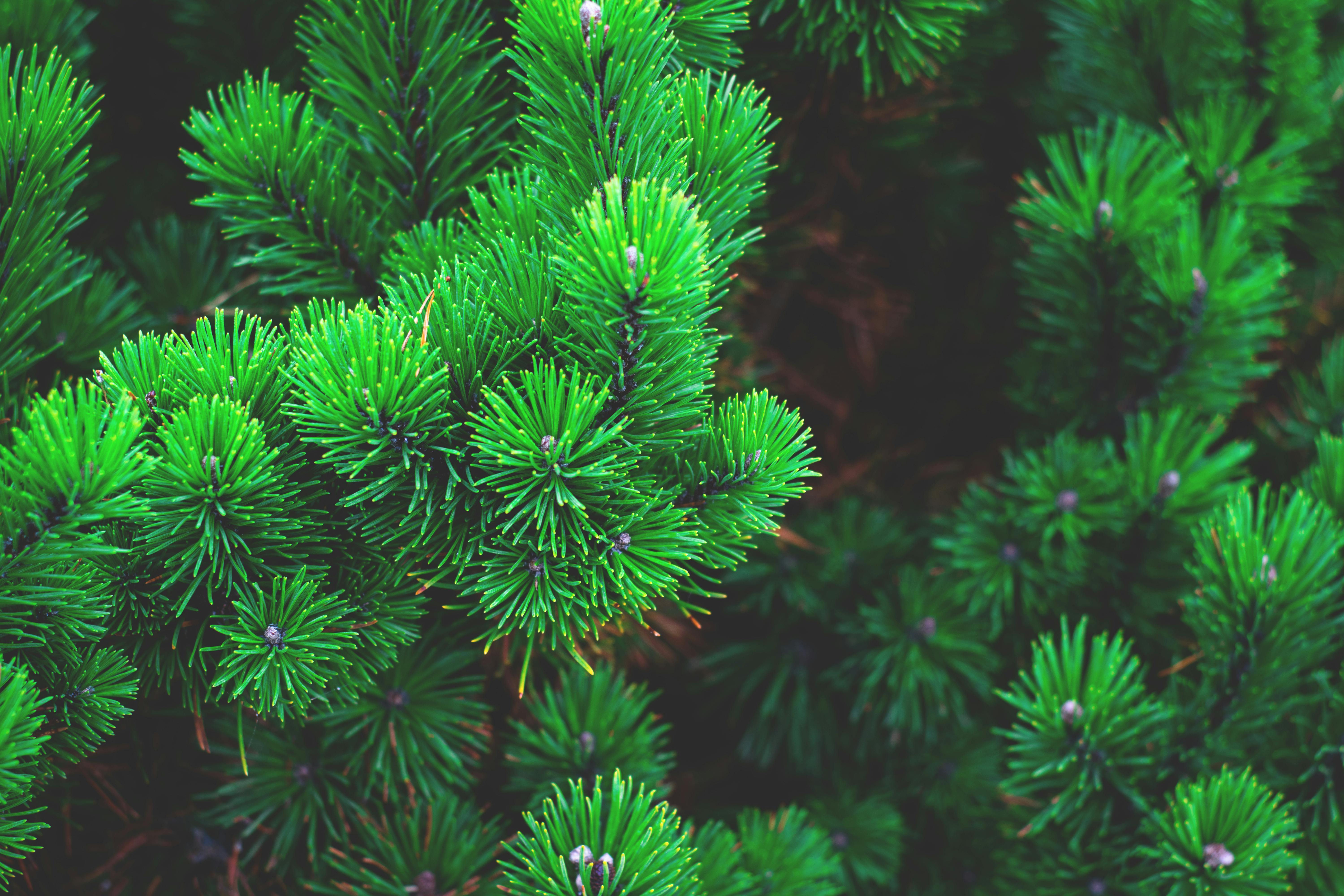 Spruce Wallpapers - Wallpaper Cave