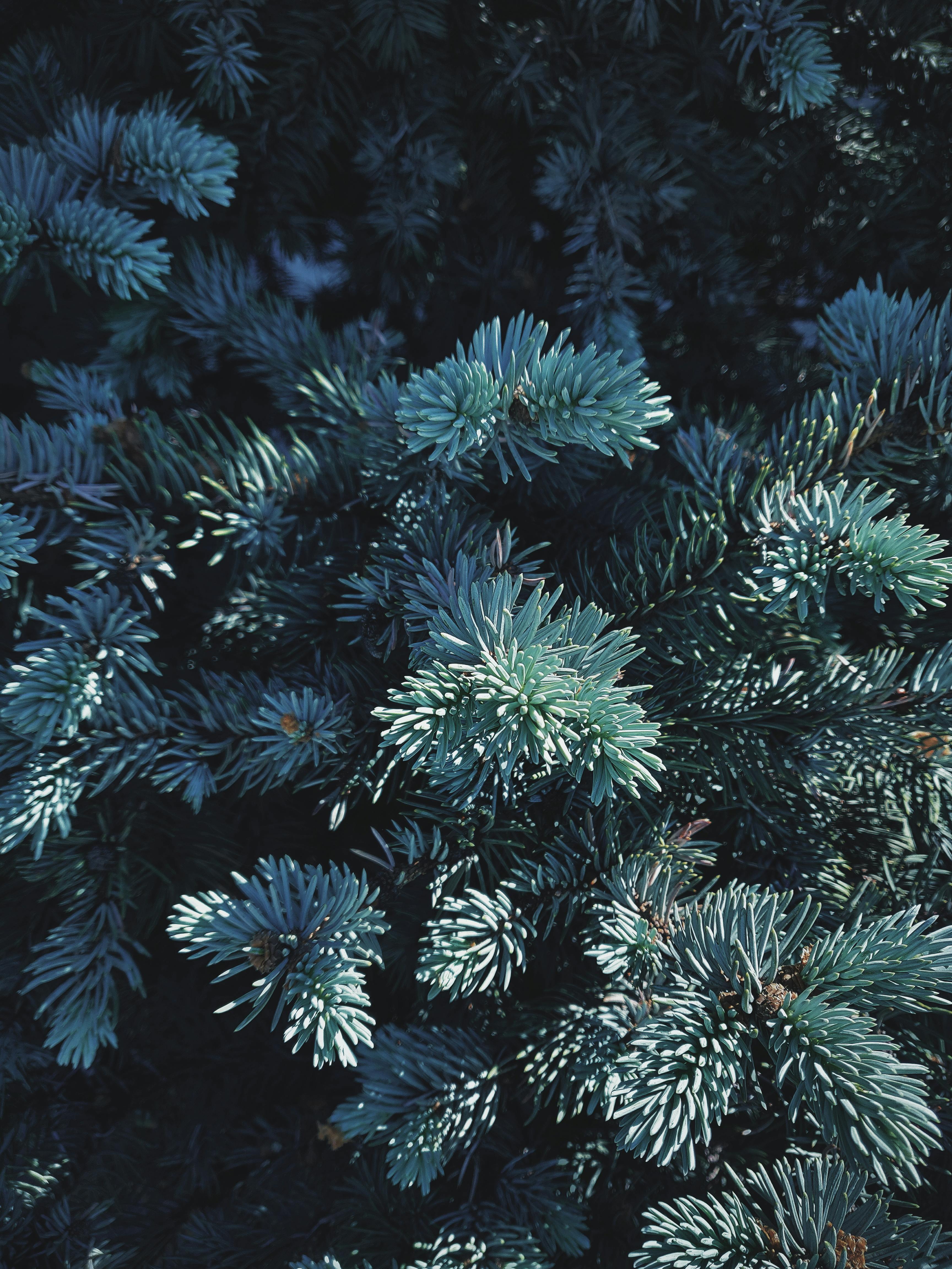 Spruce Wallpapers - Wallpaper Cave