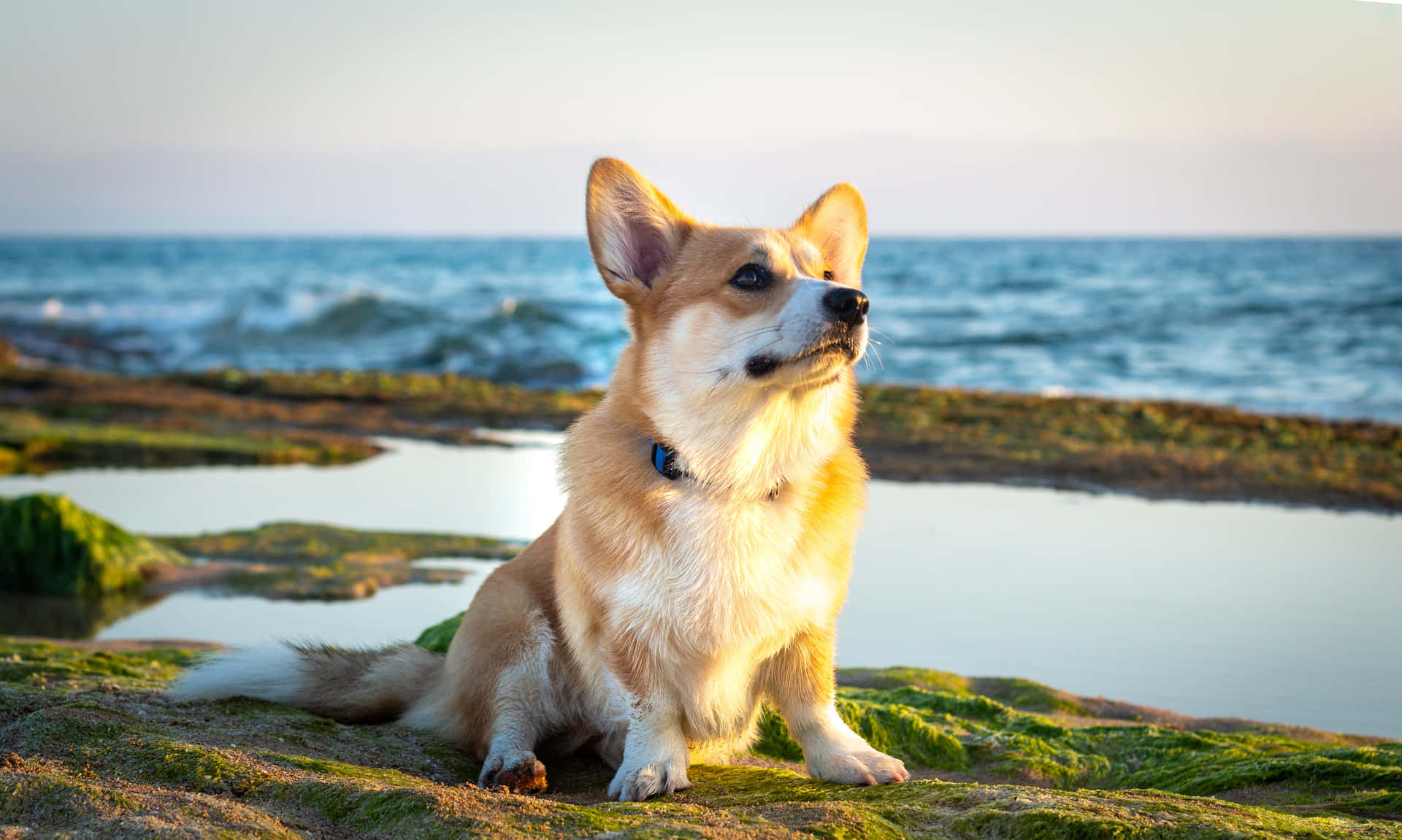 Corgi Beach Wallpapers - Wallpaper Cave