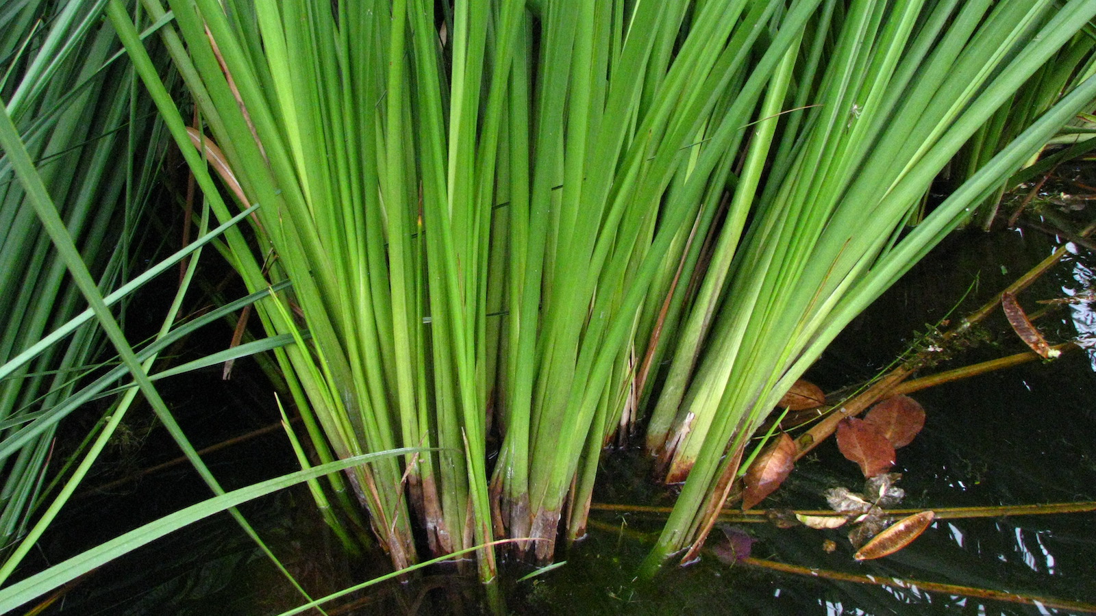 Sawgrass Wallpapers - Wallpaper Cave