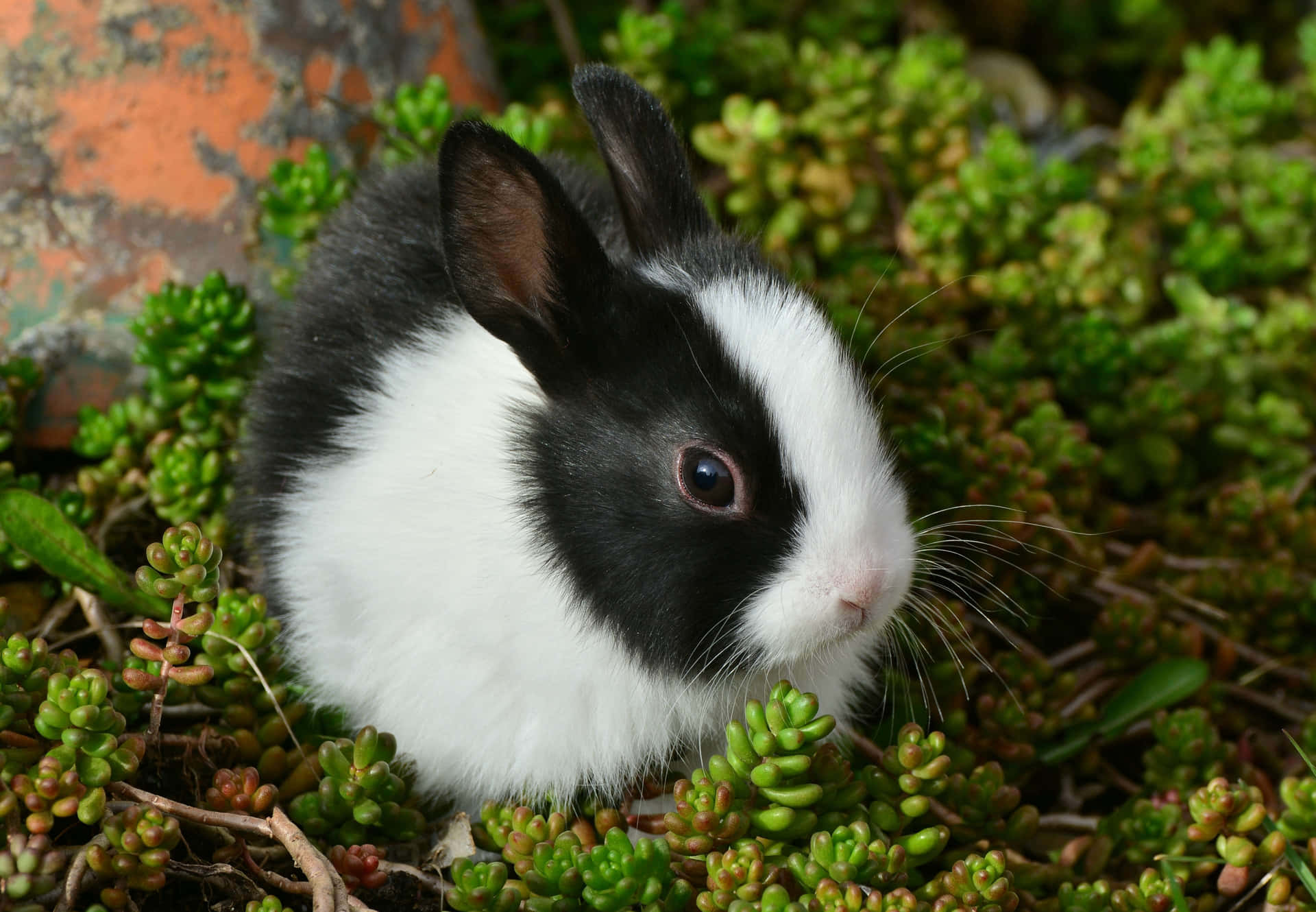 Cute Black And White Bunnies Wallpapers - Wallpaper Cave