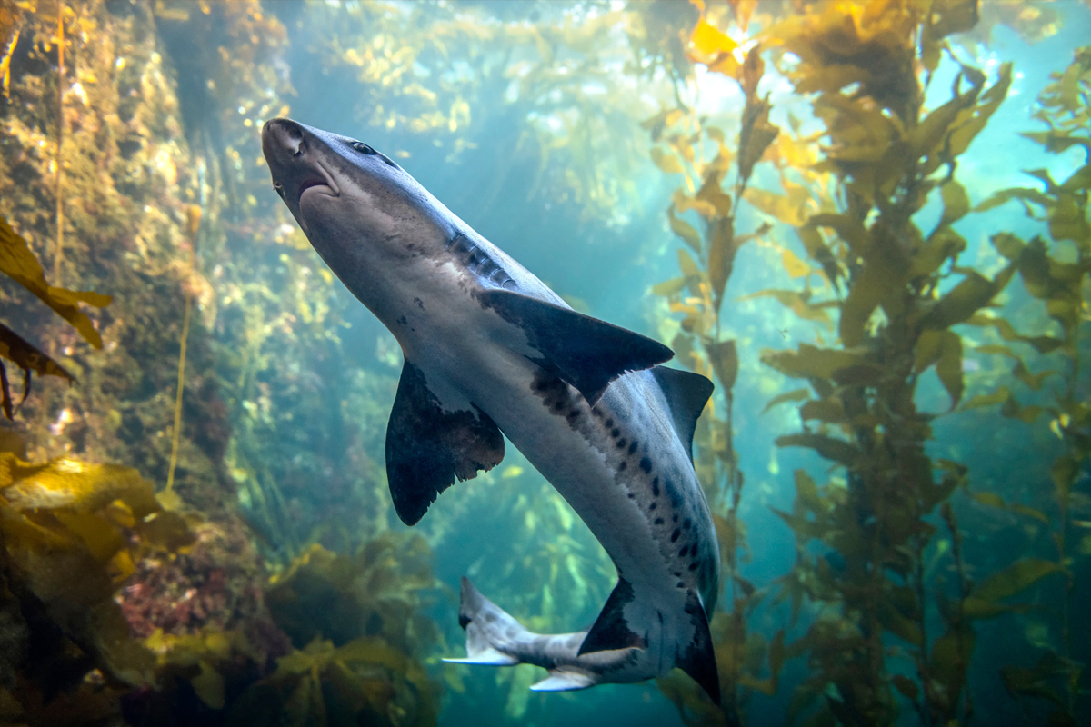 Leopard Shark Wallpapers - Wallpaper Cave