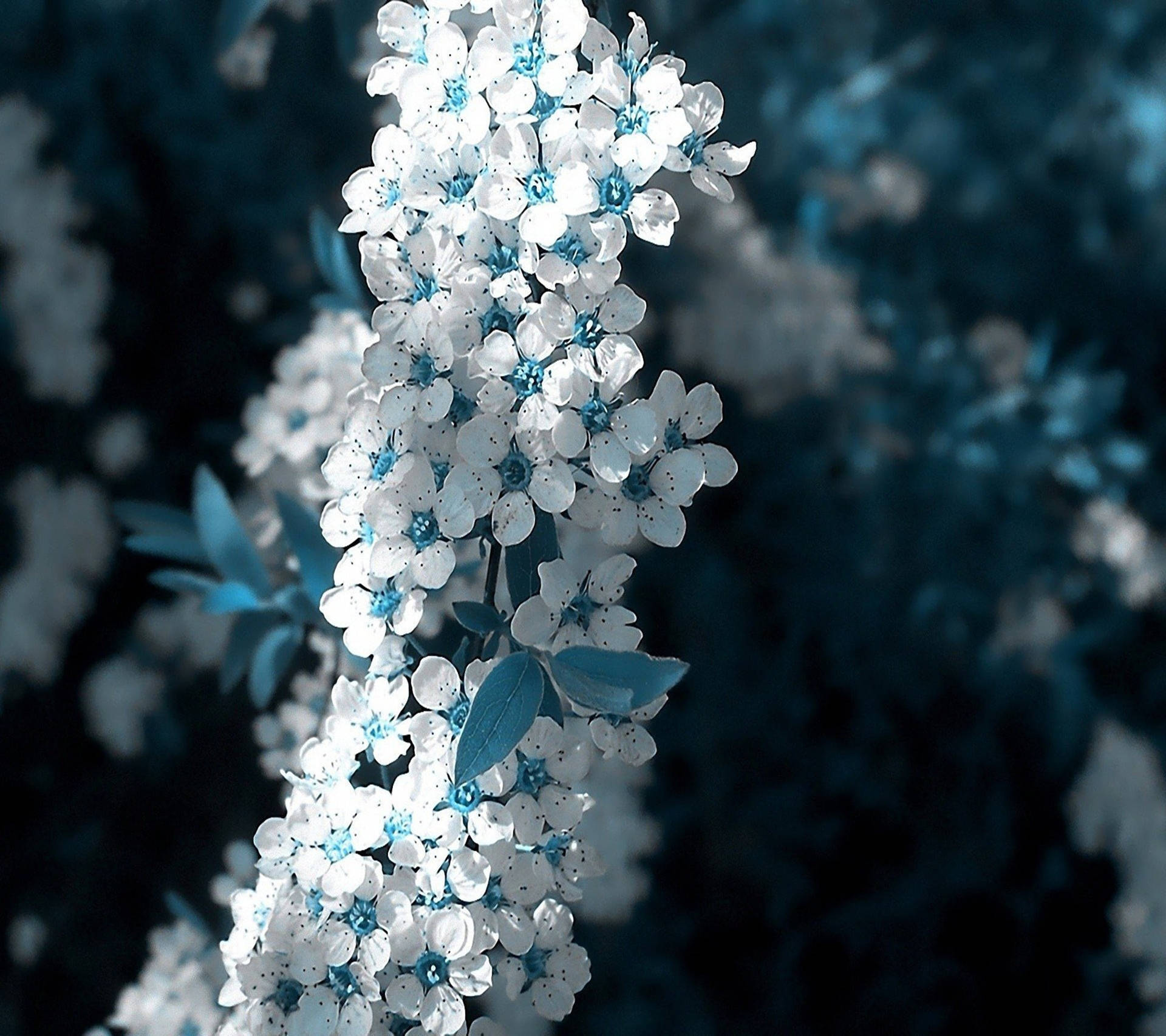Blue Sakura Wallpapers - Wallpaper Cave