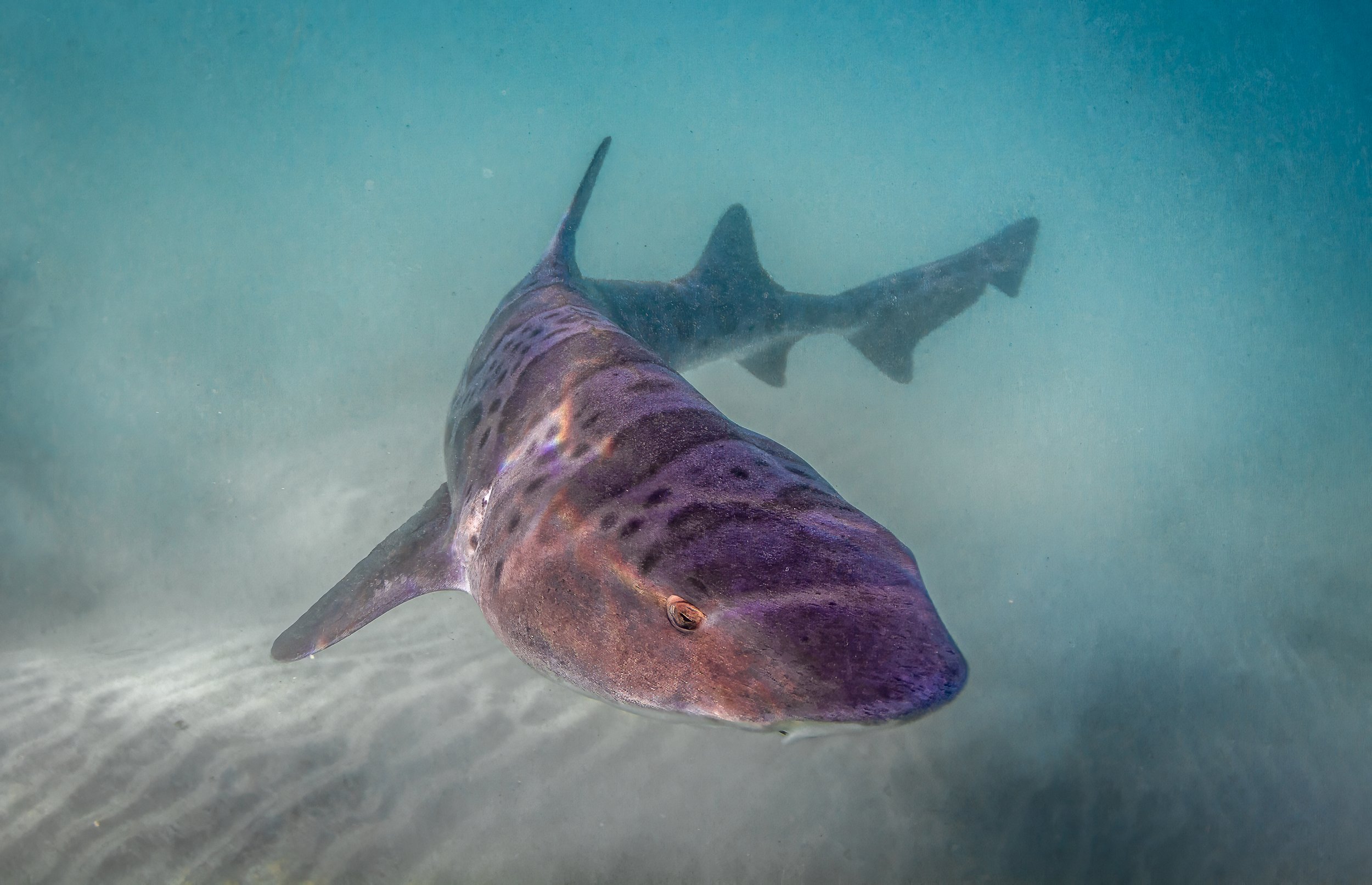 Leopard Shark Wallpapers - Wallpaper Cave