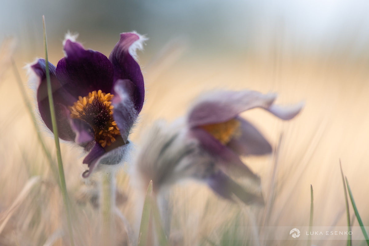 Spring Macro Wallpapers - Wallpaper Cave