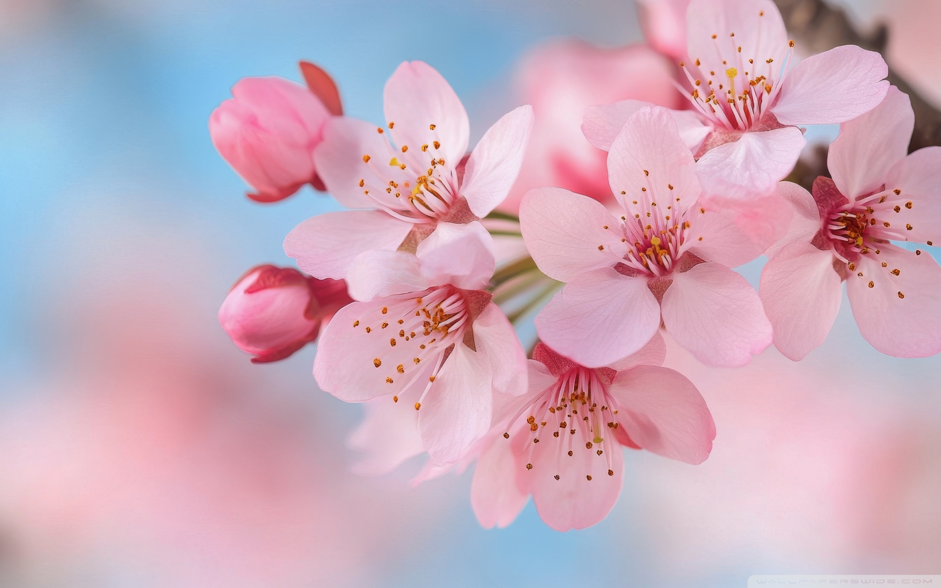 Spring Macro Wallpapers - Wallpaper Cave
