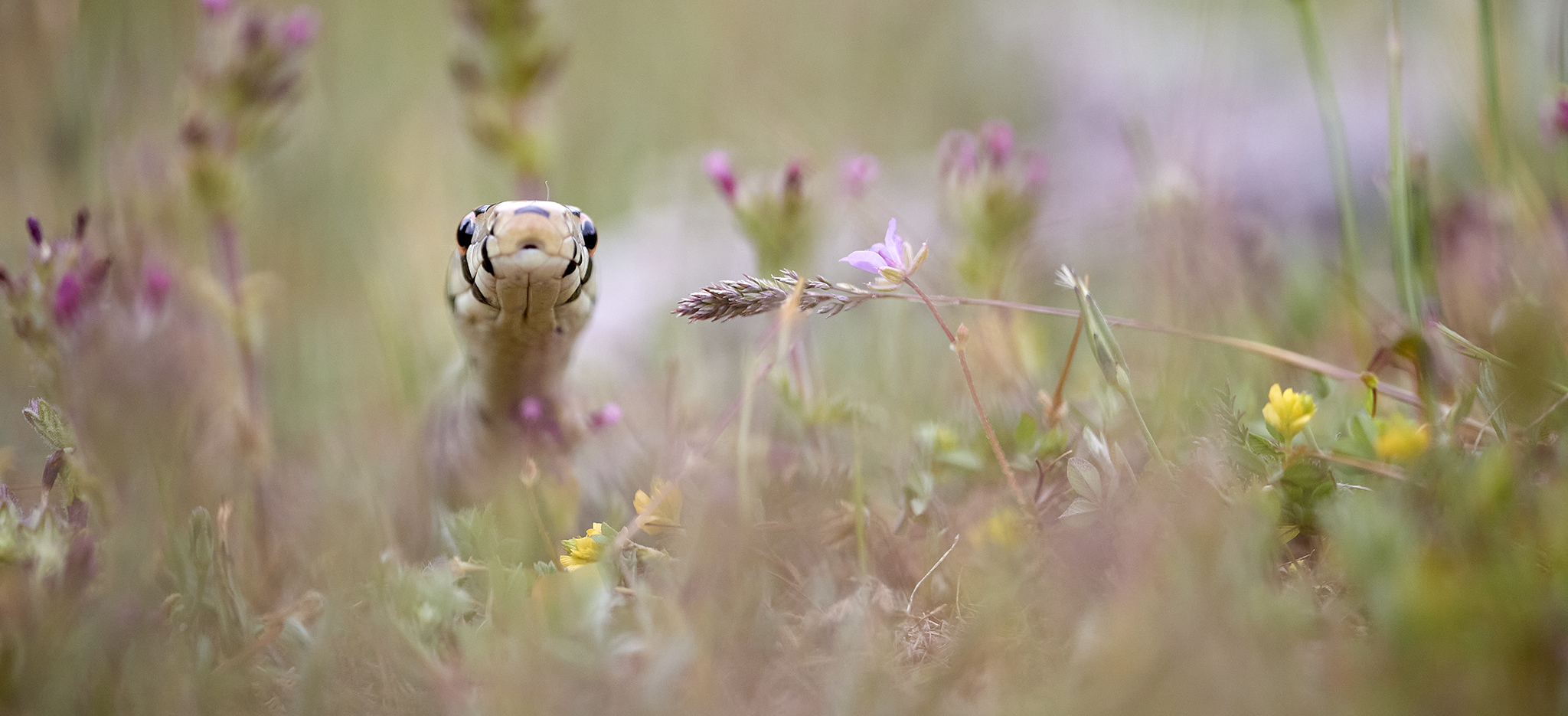 Spring Macro Wallpapers - Wallpaper Cave