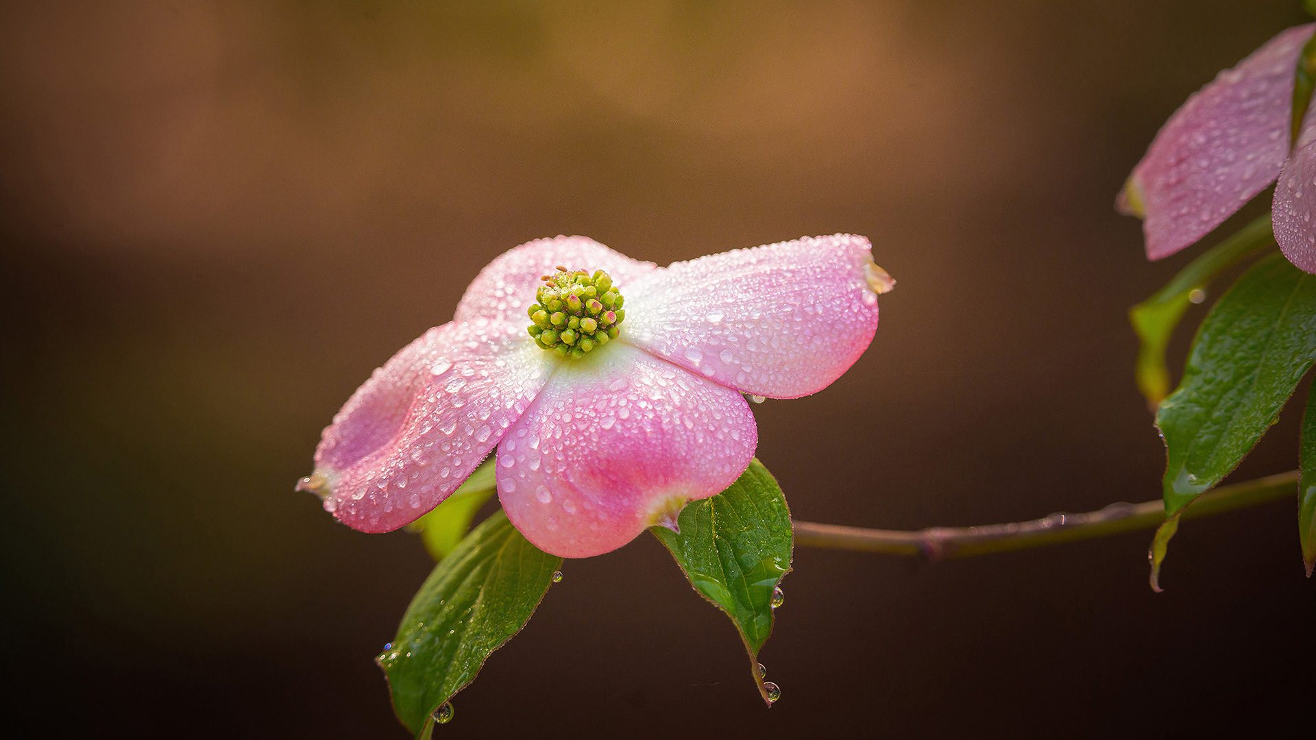 Spring Macro Wallpapers - Wallpaper Cave