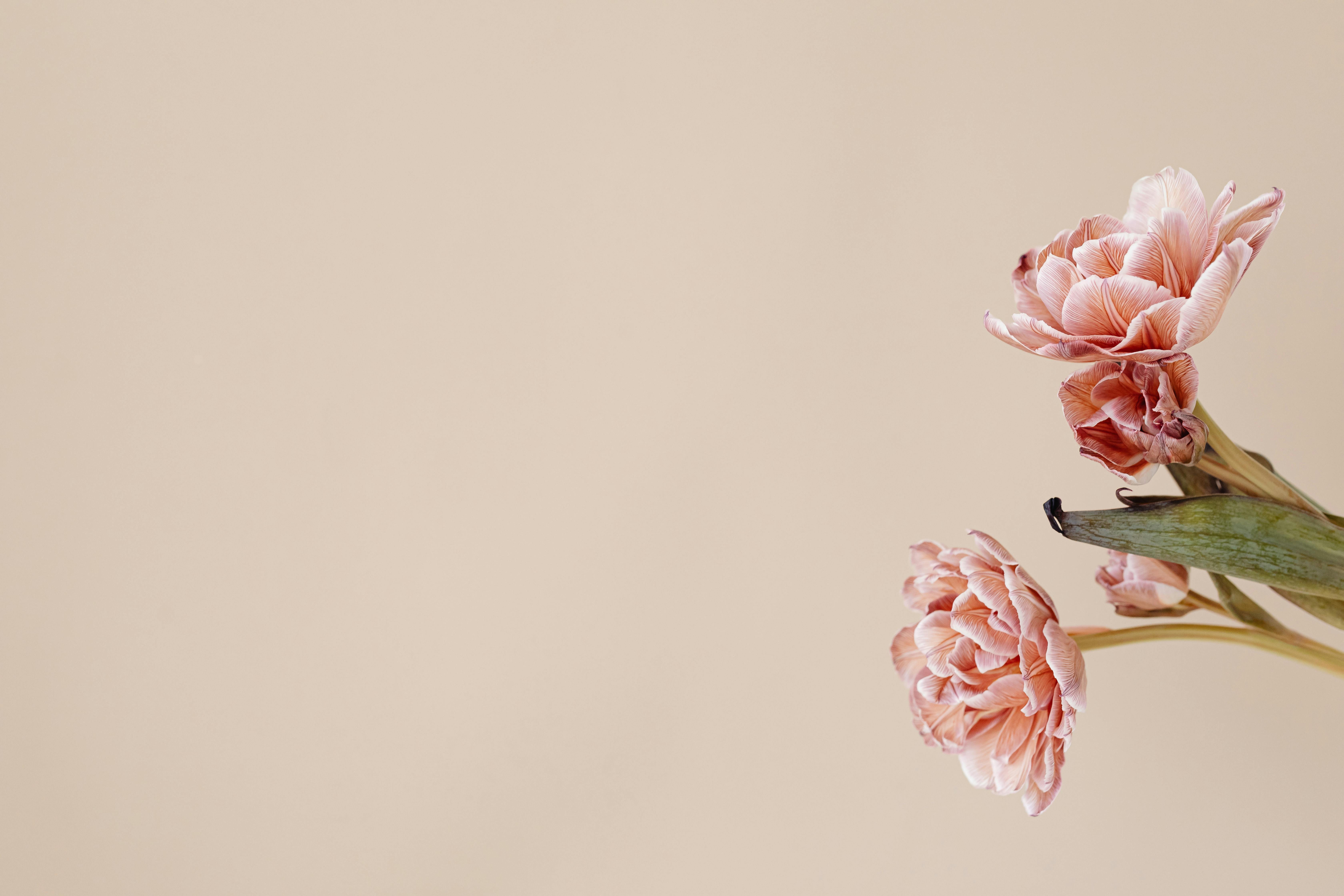 Minimalist Flower Desktop Wallpapers - Wallpaper Cave