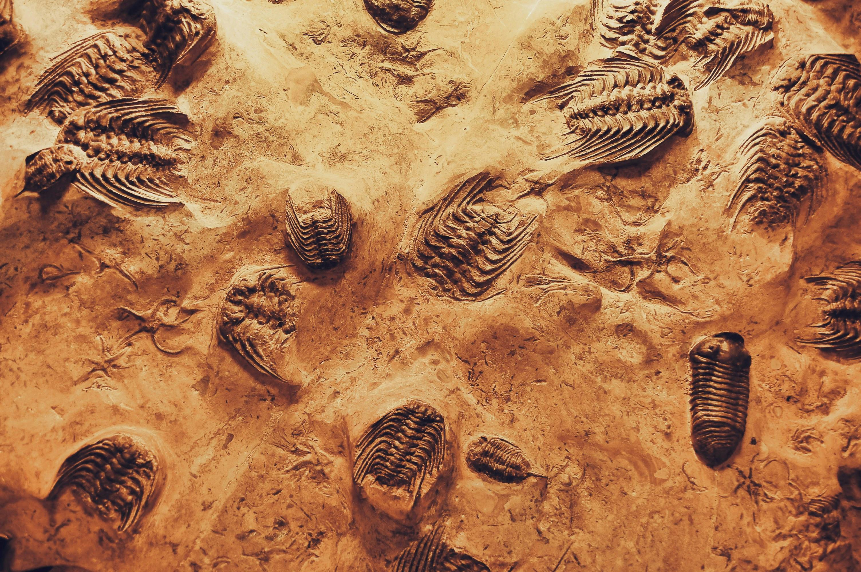 Mold Fossils Wallpapers - Wallpaper Cave