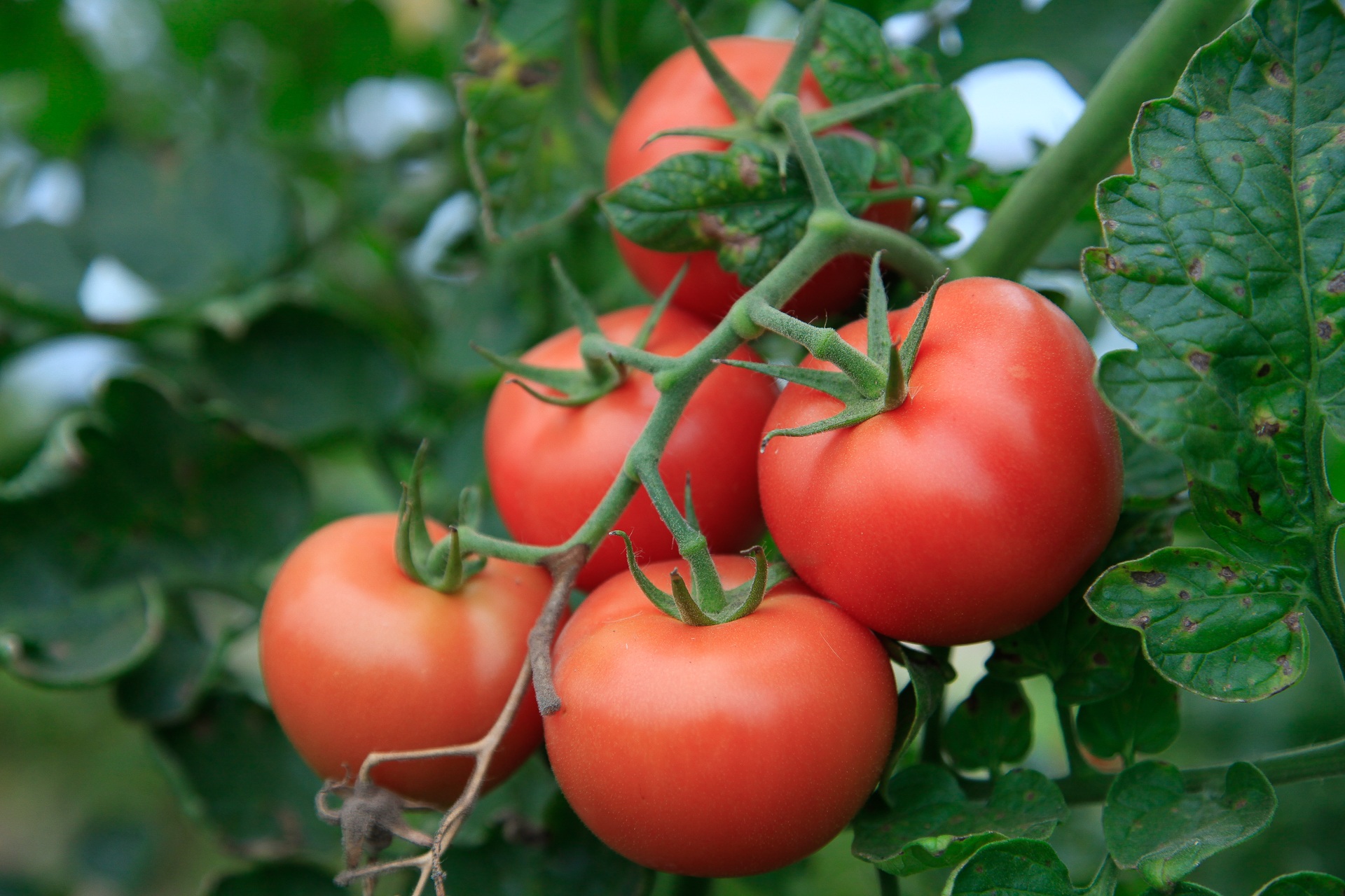 Tomato Summer Wallpapers - Wallpaper Cave