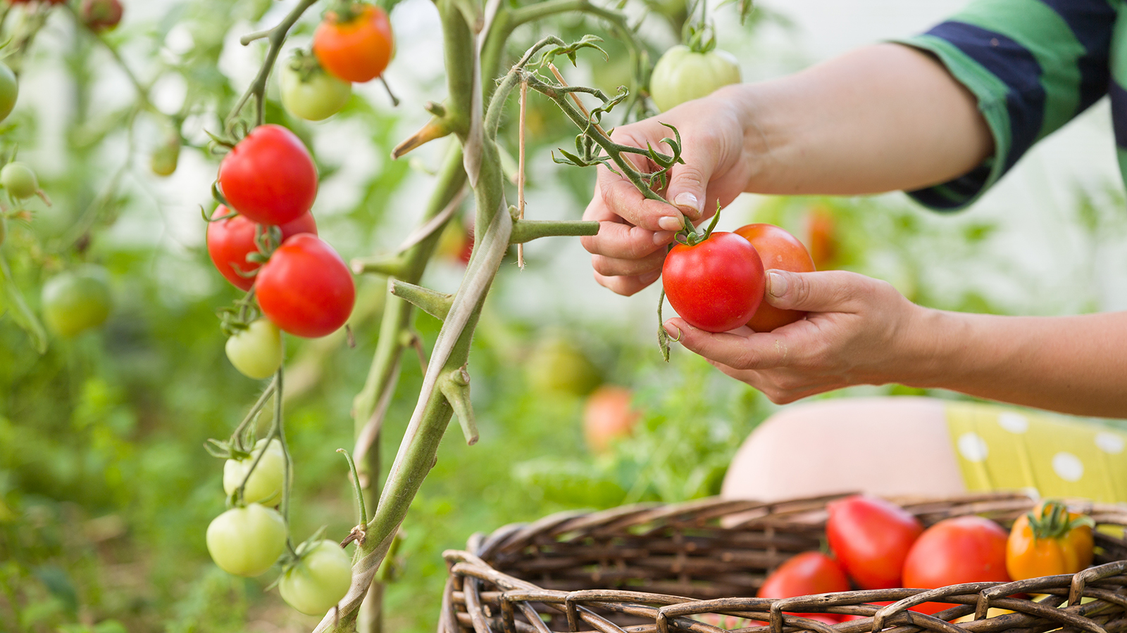 Tomato Summer Wallpapers - Wallpaper Cave