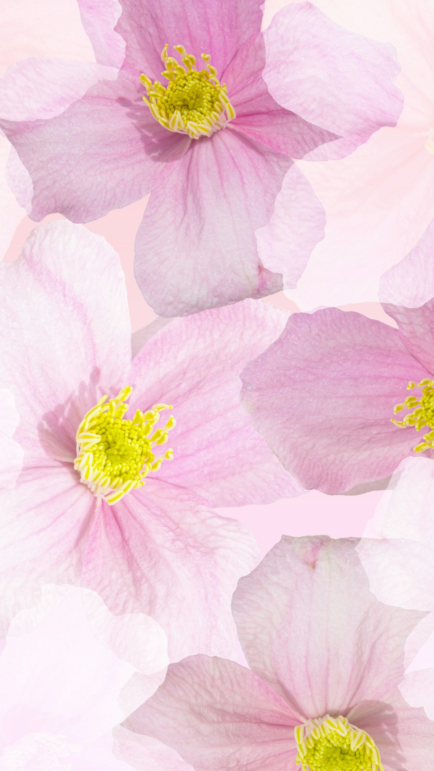 Phone Spring Flower Wallpapers - Wallpaper Cave