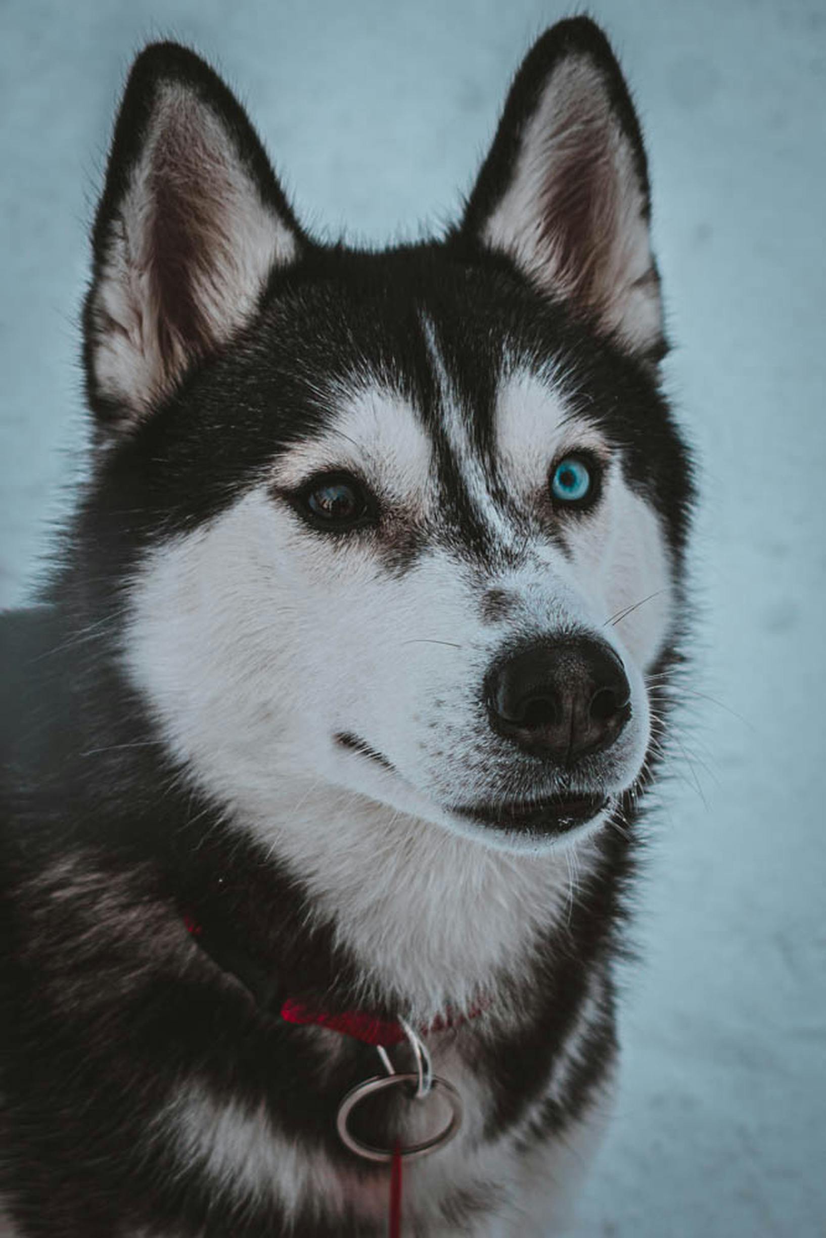 Bi Eyed Husky Wallpapers - Wallpaper Cave