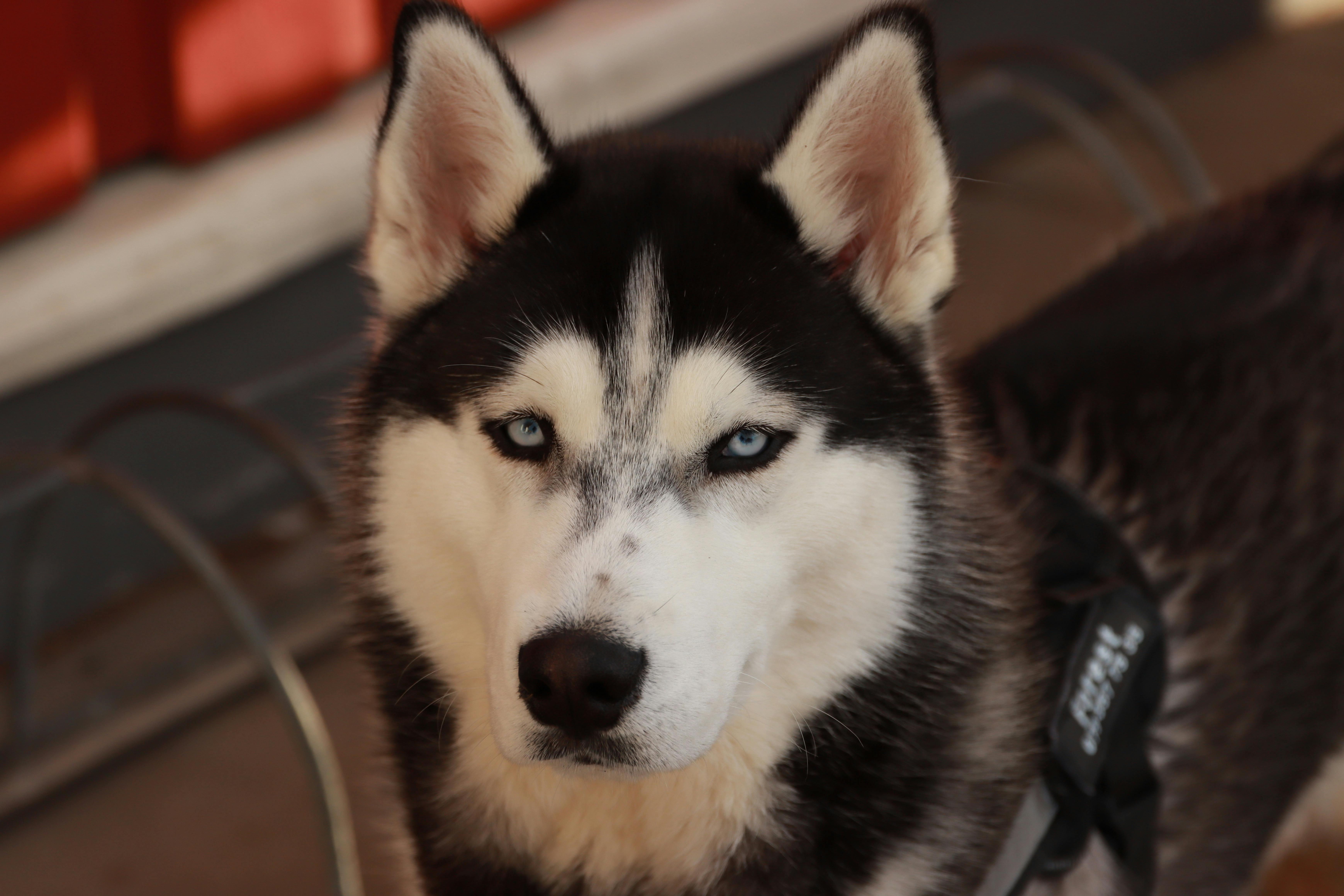 Bi Eyed Husky Wallpapers - Wallpaper Cave