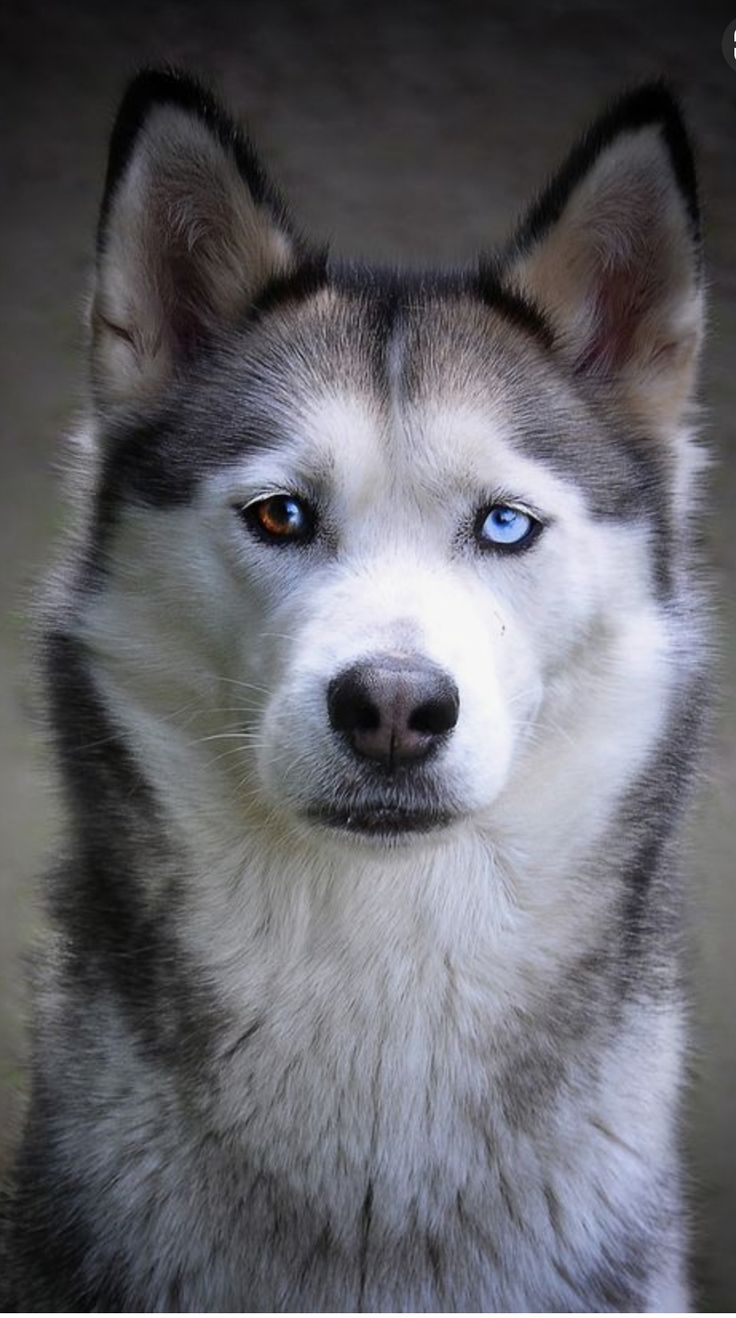 Bi Eyed Husky Wallpapers - Wallpaper Cave