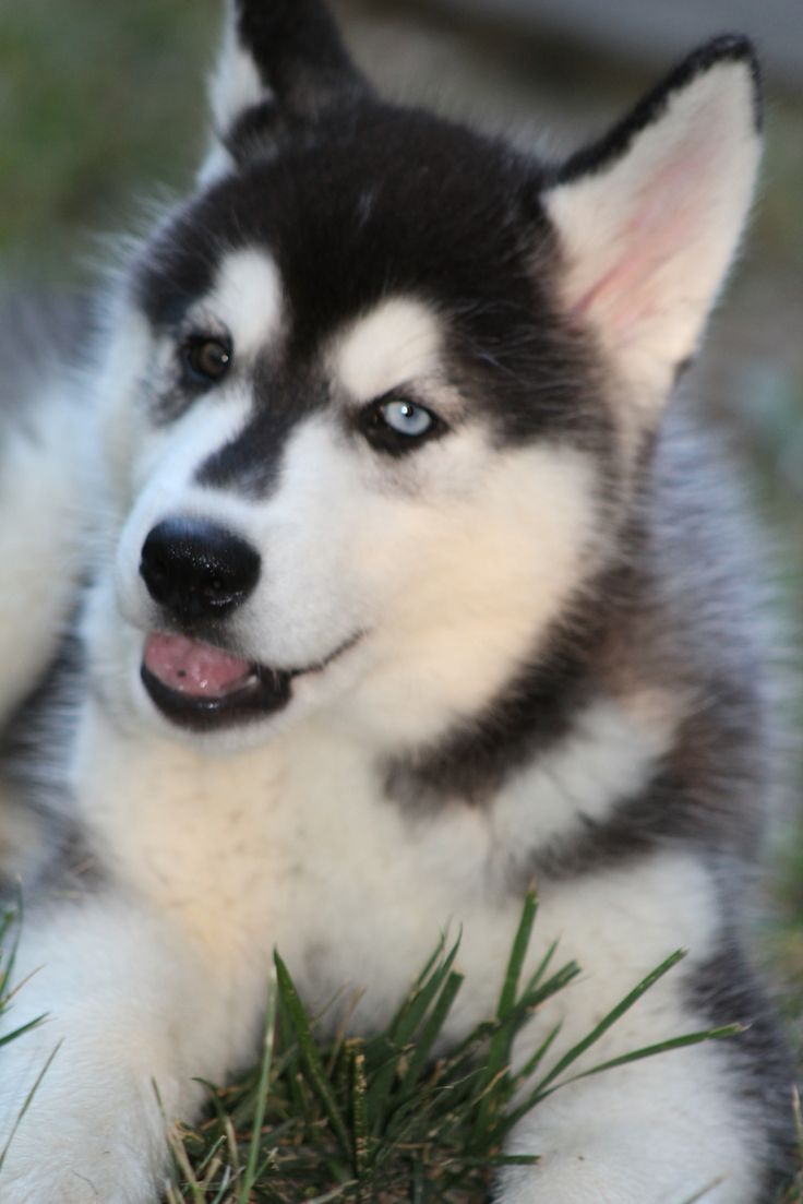 Bi Eyed Husky Wallpapers - Wallpaper Cave