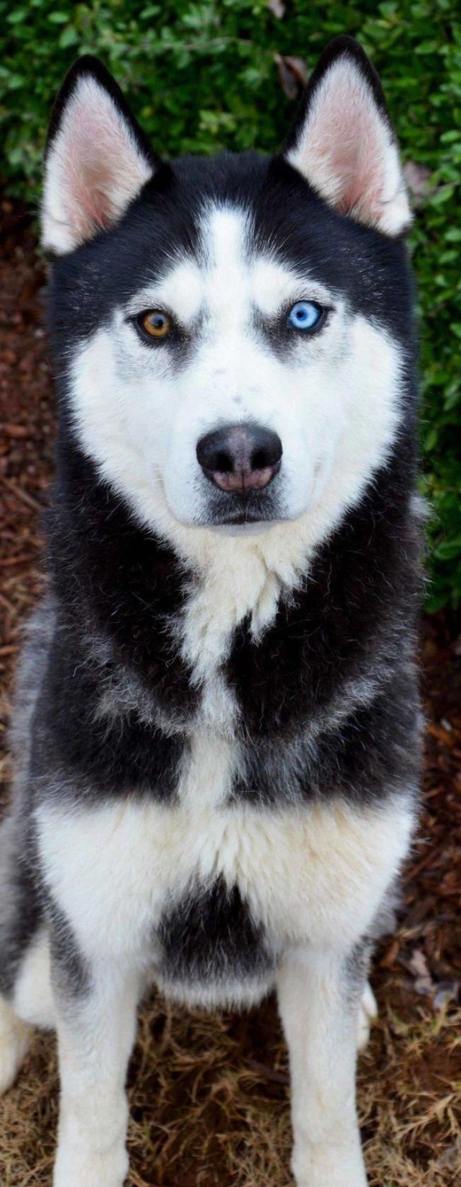 Bi Eyed Husky Wallpapers - Wallpaper Cave