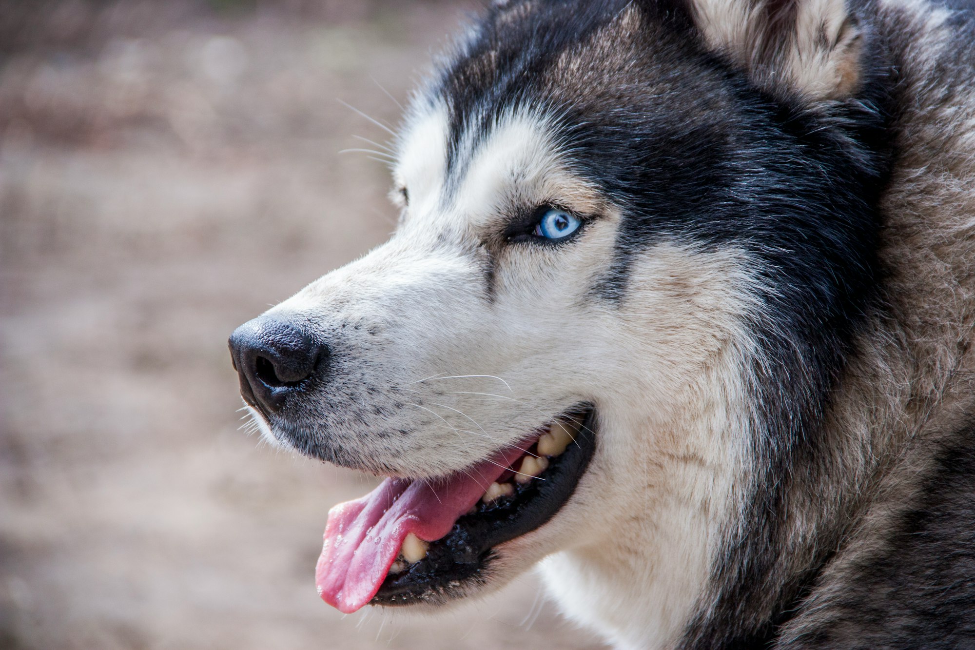Bi Eyed Husky Wallpapers - Wallpaper Cave