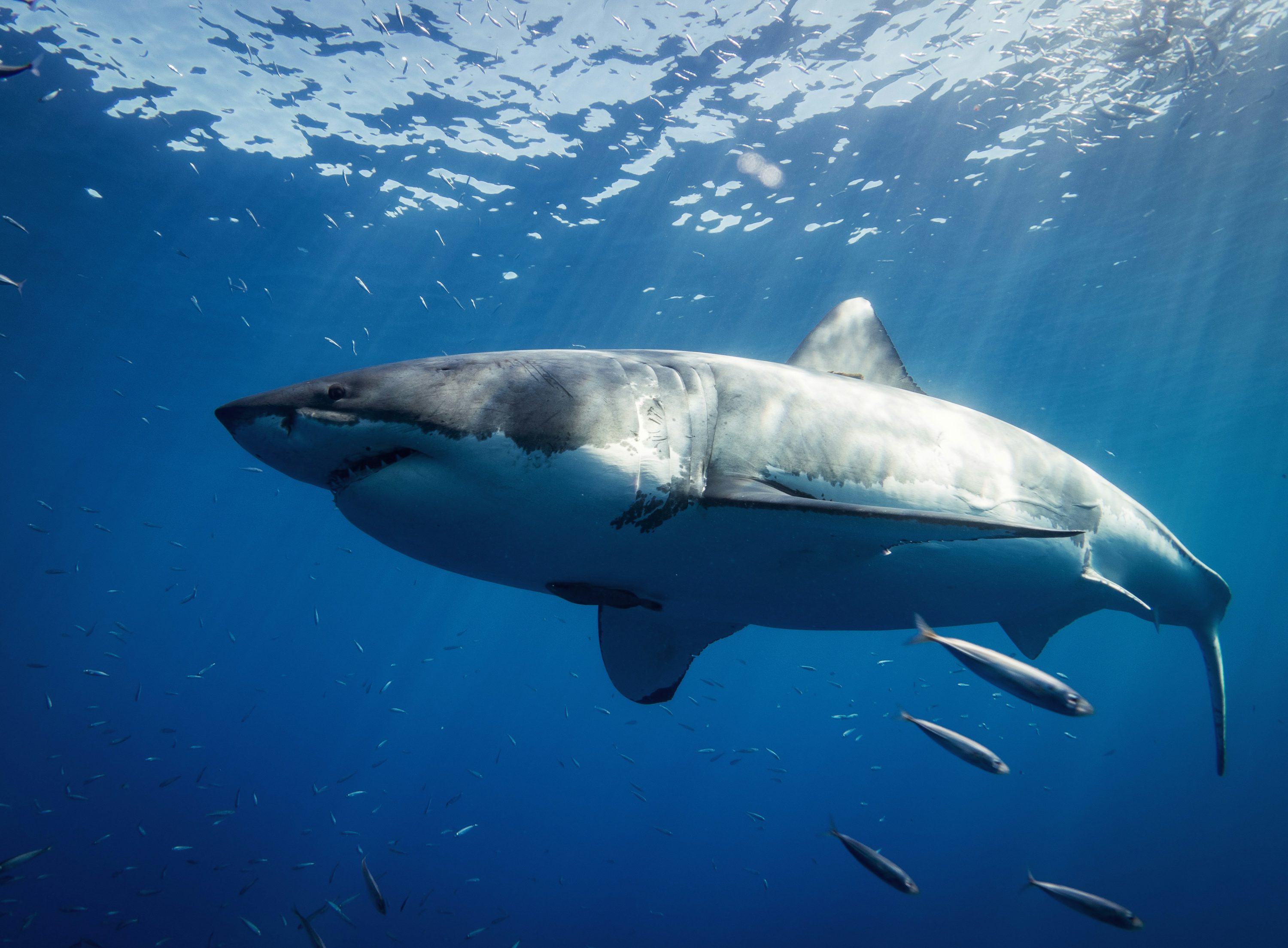 Ocean Shark Wallpapers - Wallpaper Cave