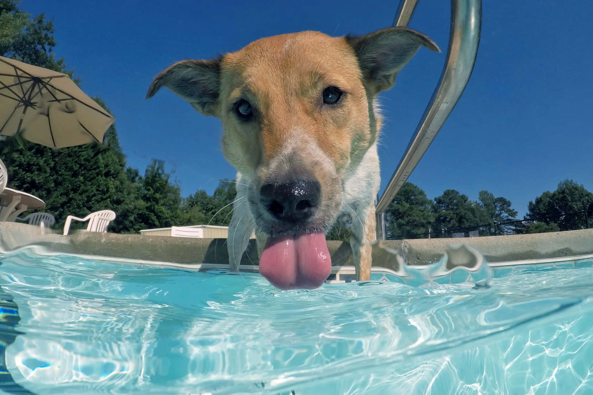 Dog In Pool Wallpapers - Wallpaper Cave