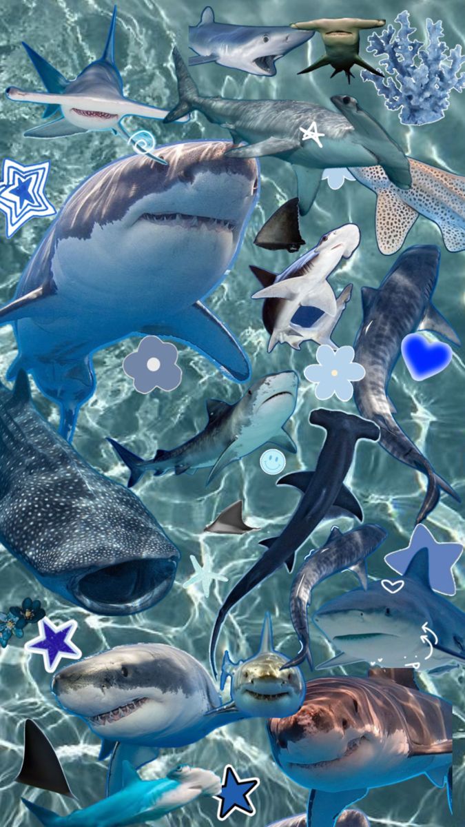 Ocean Shark Wallpapers - Wallpaper Cave
