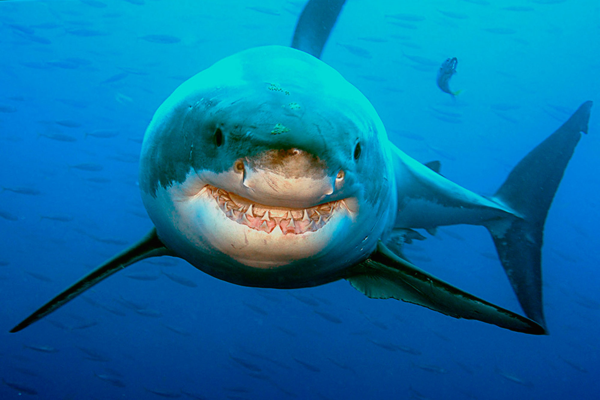 Ocean Shark Wallpapers - Wallpaper Cave