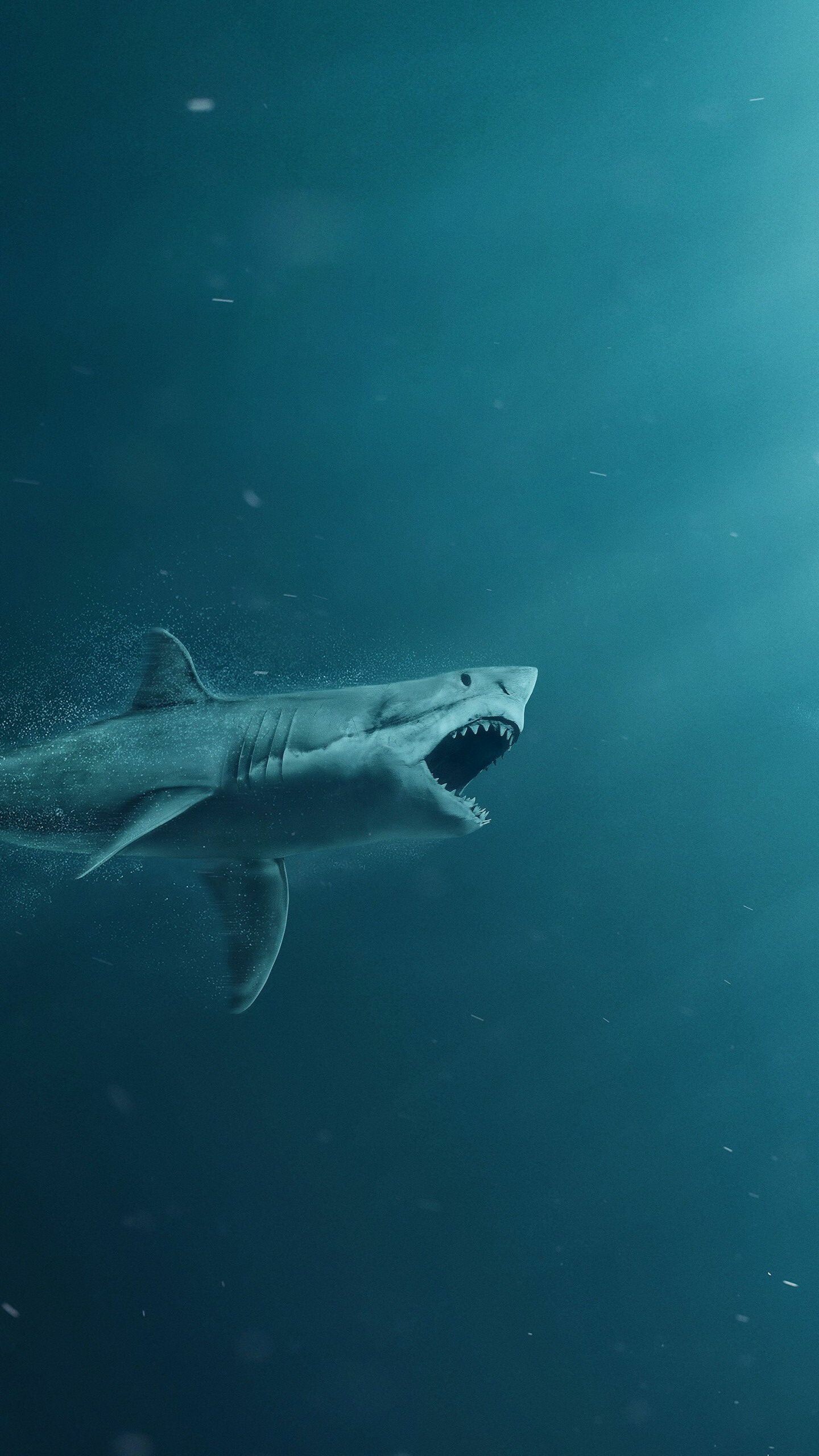 Ocean Shark Wallpapers - Wallpaper Cave