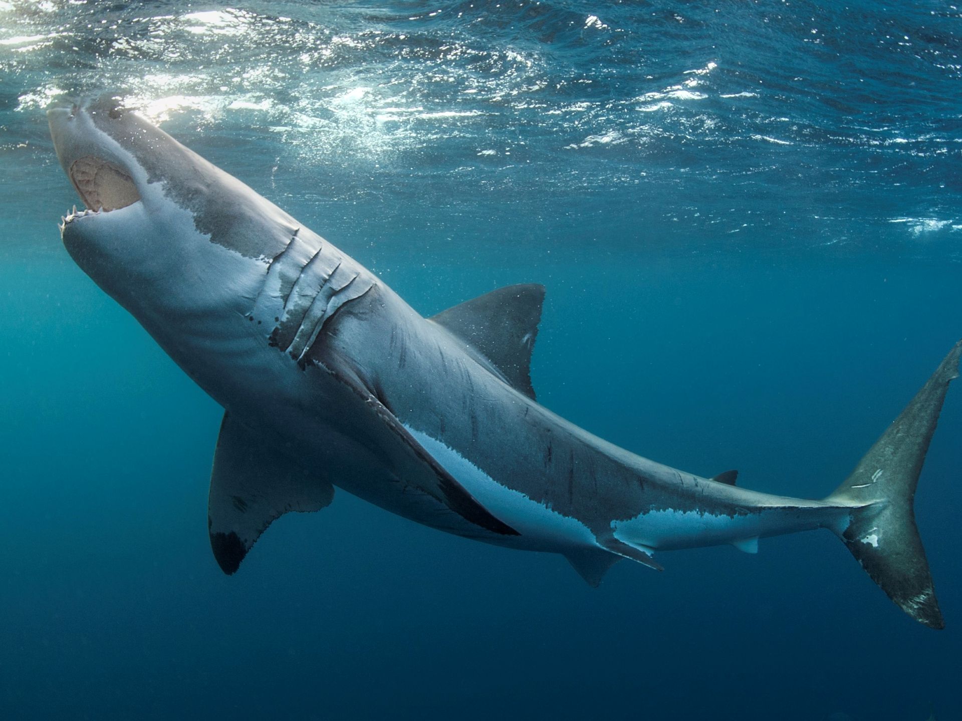 Ocean Shark Wallpapers - Wallpaper Cave