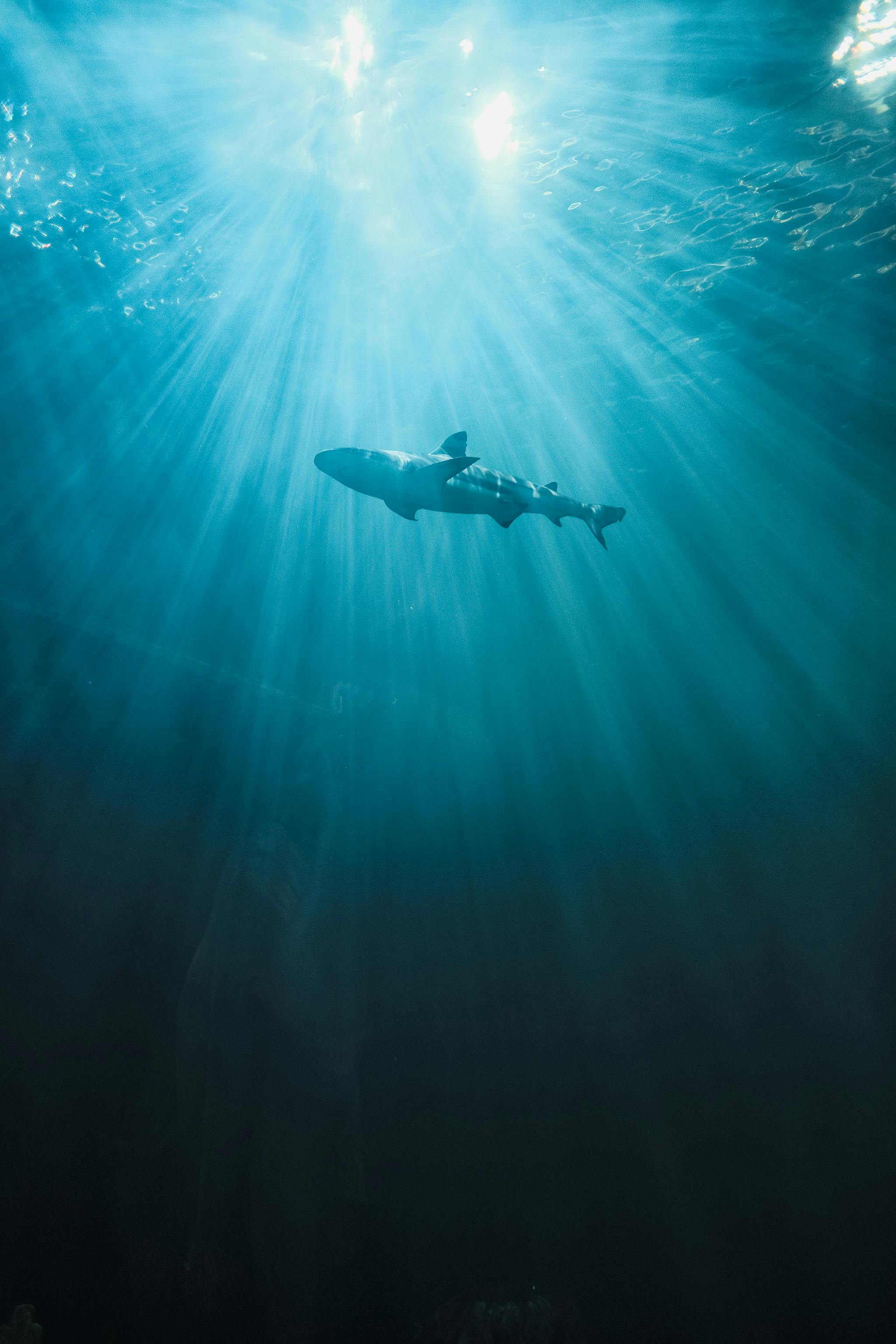 Ocean Shark Wallpapers - Wallpaper Cave