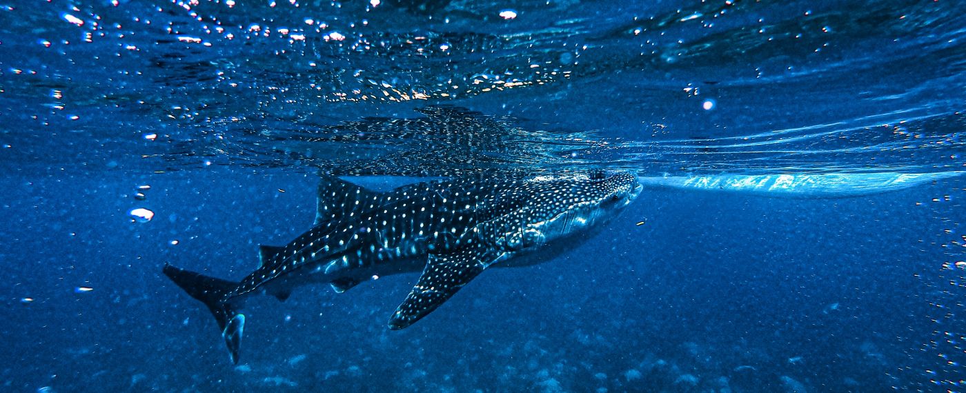 Ocean Shark Wallpapers - Wallpaper Cave